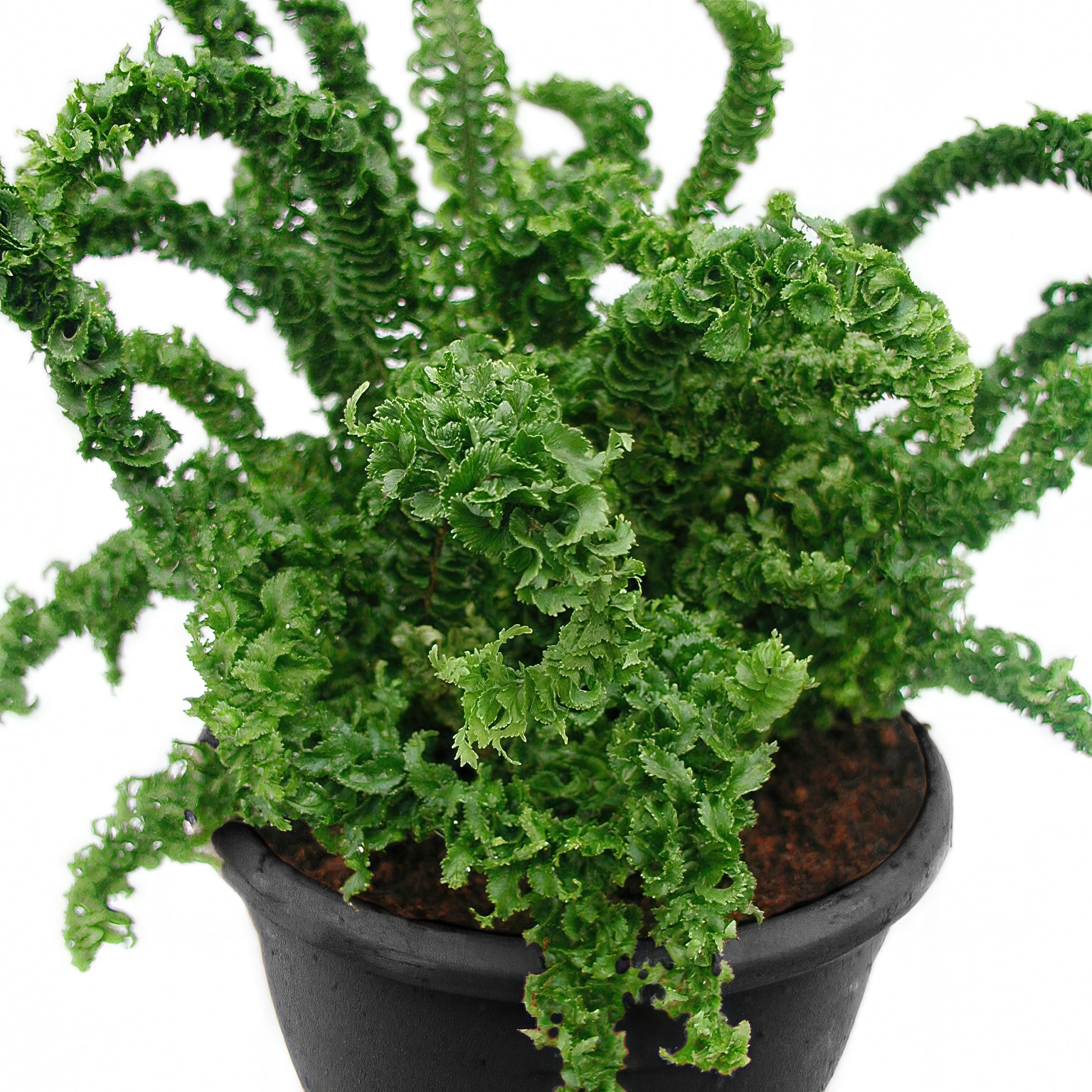 National Plant Network Fern Emina House plant in 4 Inch(es) Pot 3 -Pack ...