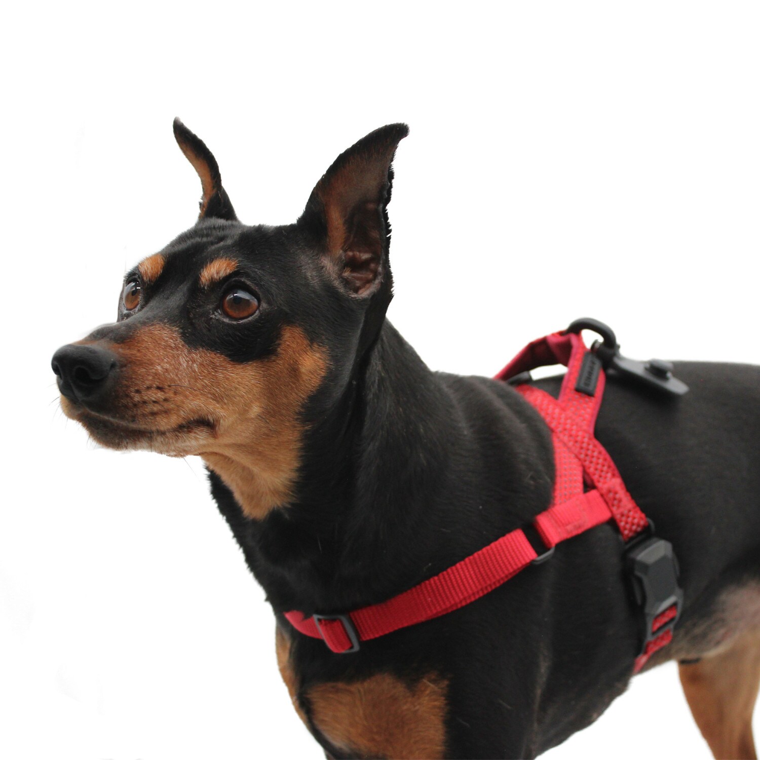HOOZA Magnetic Quick Clip Reflective Red Dog harness , Large in the Pet ...