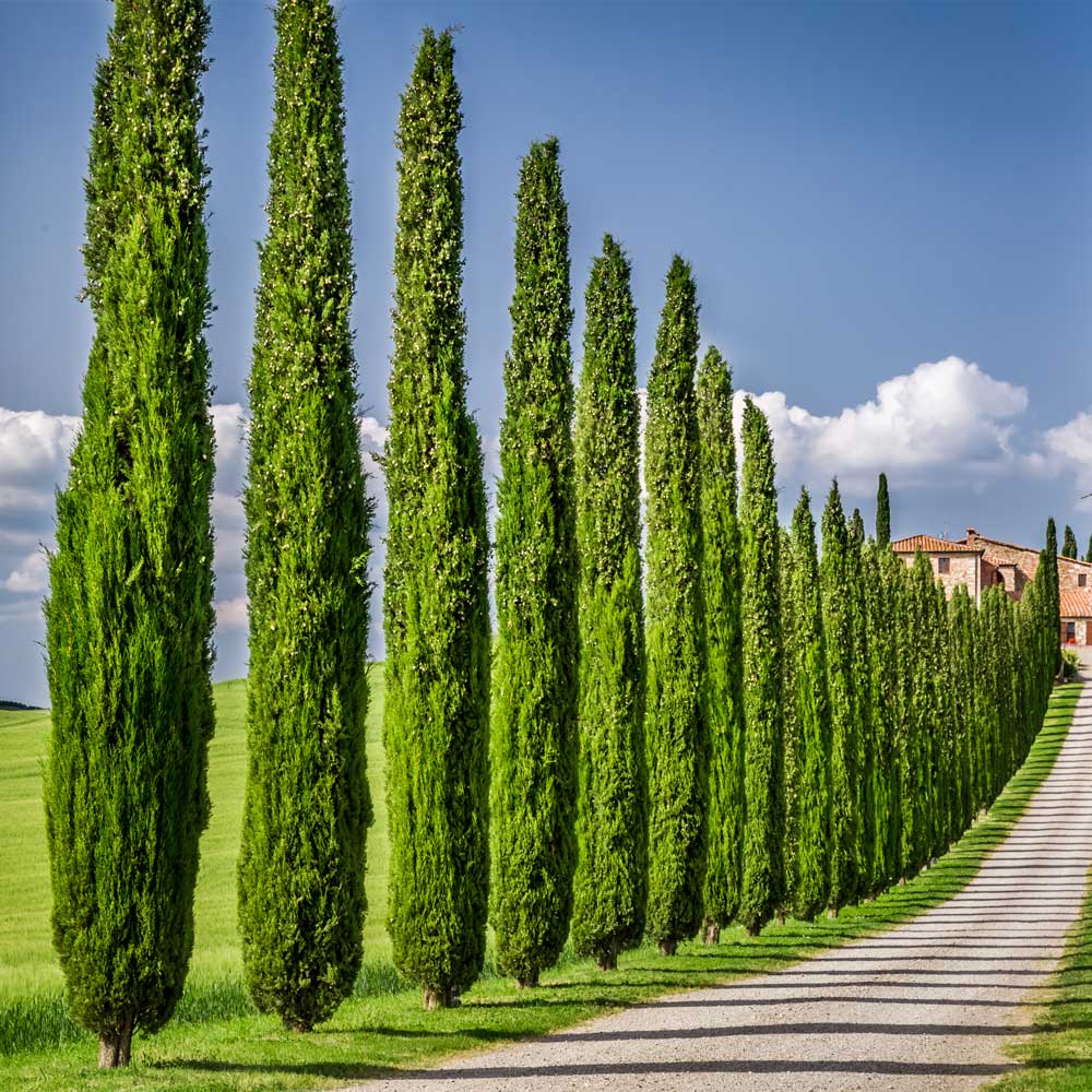 Brighter Blooms Italian Cypress (2-3 ft.) at Lowes.com