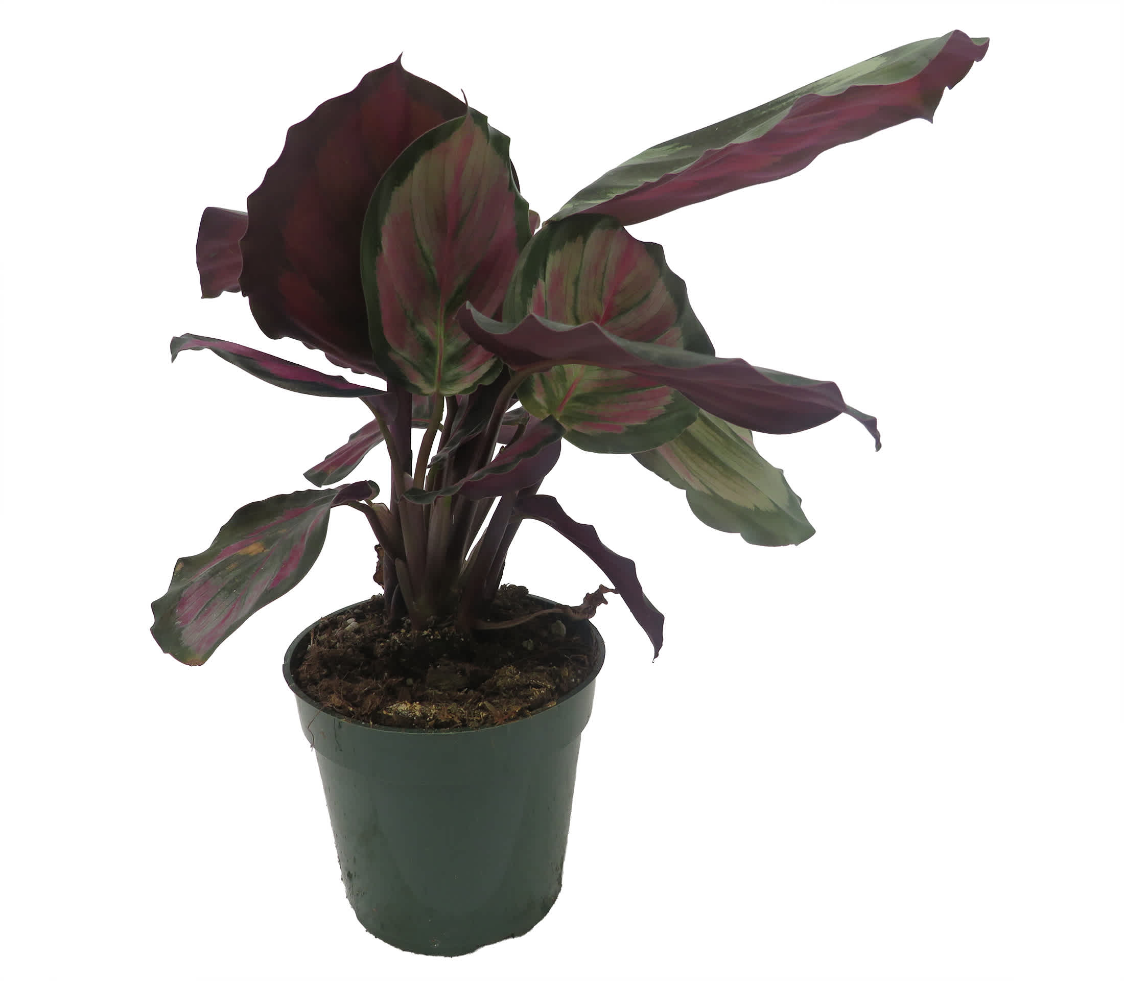 Hirt's Gardens Mysty Prayer Plant - Calathea - Easy House Plant - 4 ...