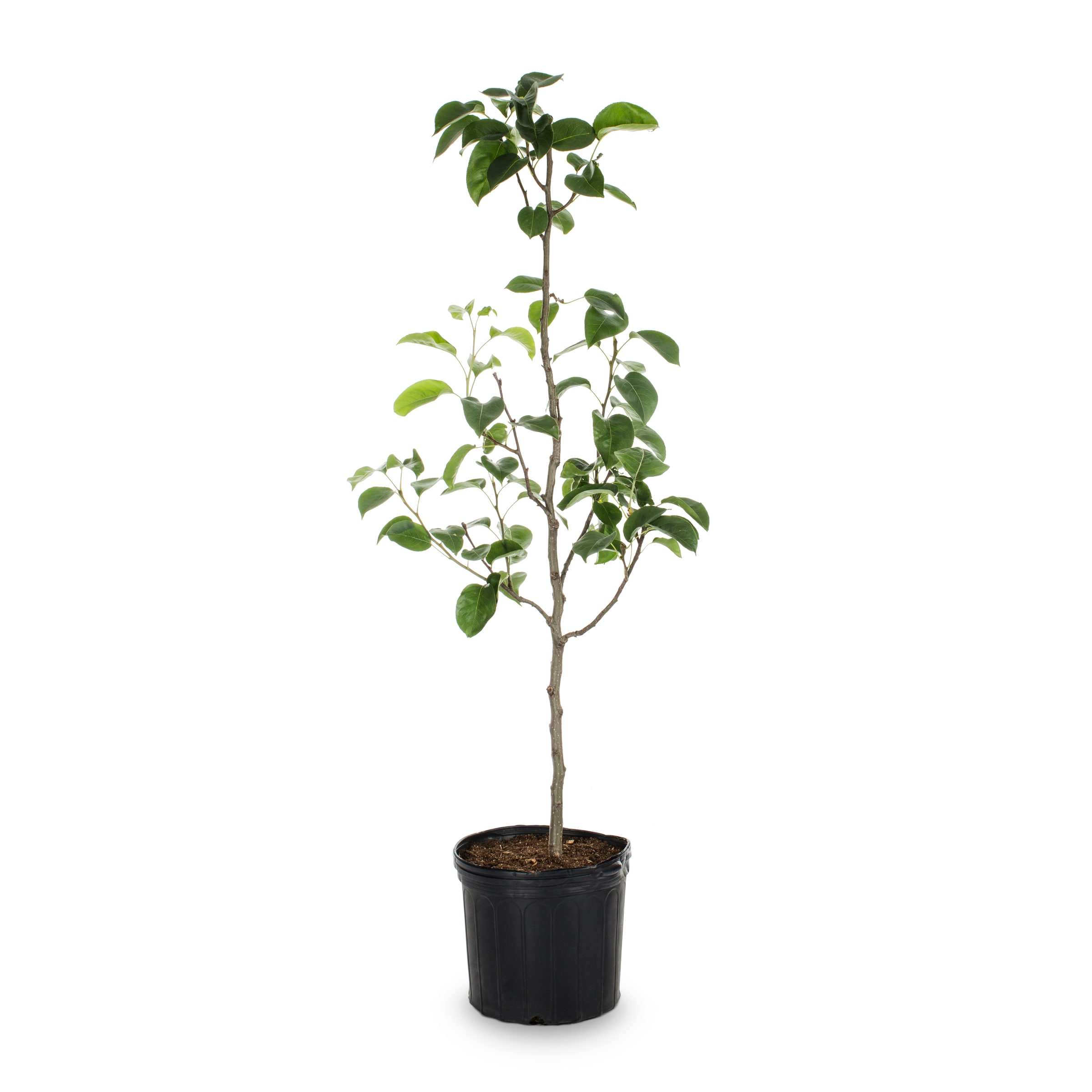 PEAR ORIENT FRUIT TREE in the Fruit Plants department at Lowes.com
