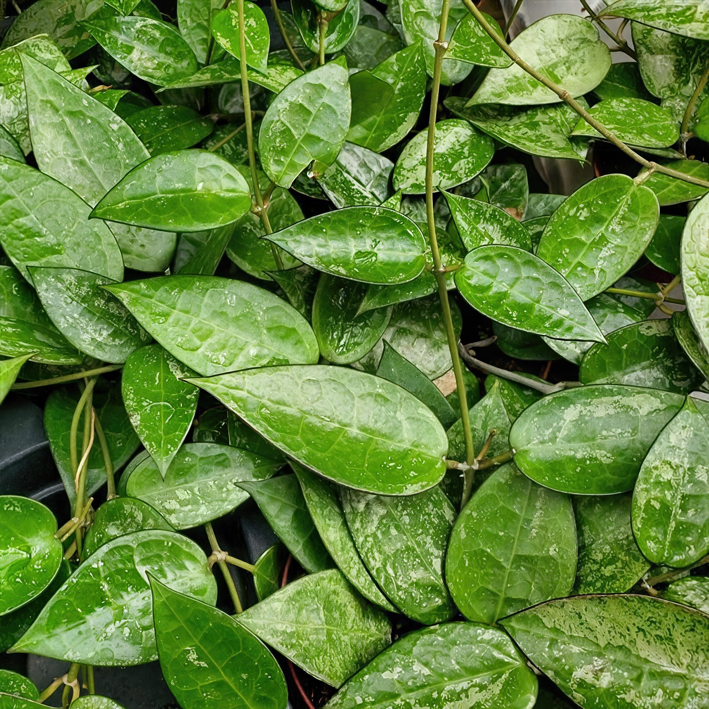 National Plant Network Mixed Hoya Black Margin House plant in 4 Inch(es ...