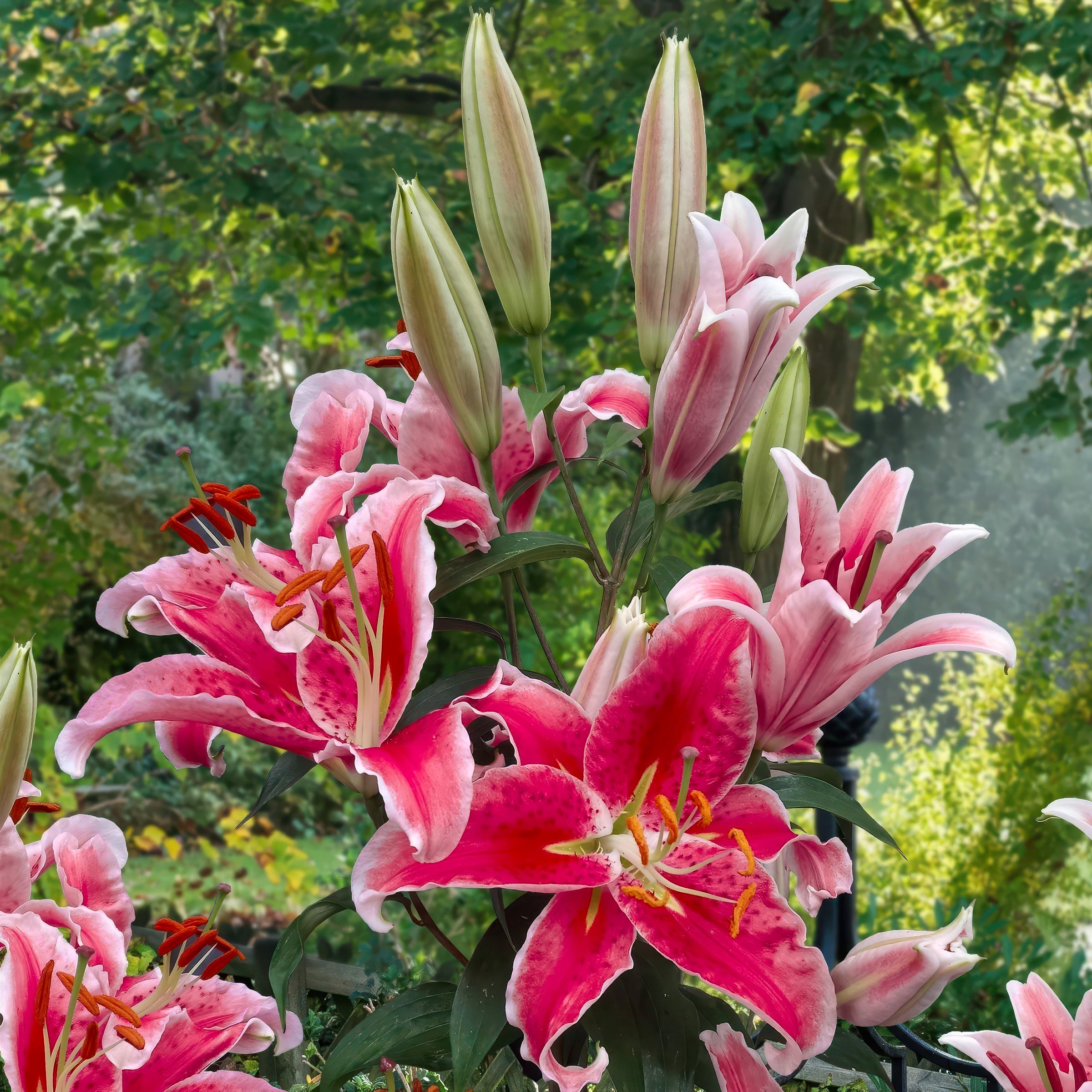 National Plant Network Lily Stargazer Bulbs (5-Pack) in the Plant Bulbs ...