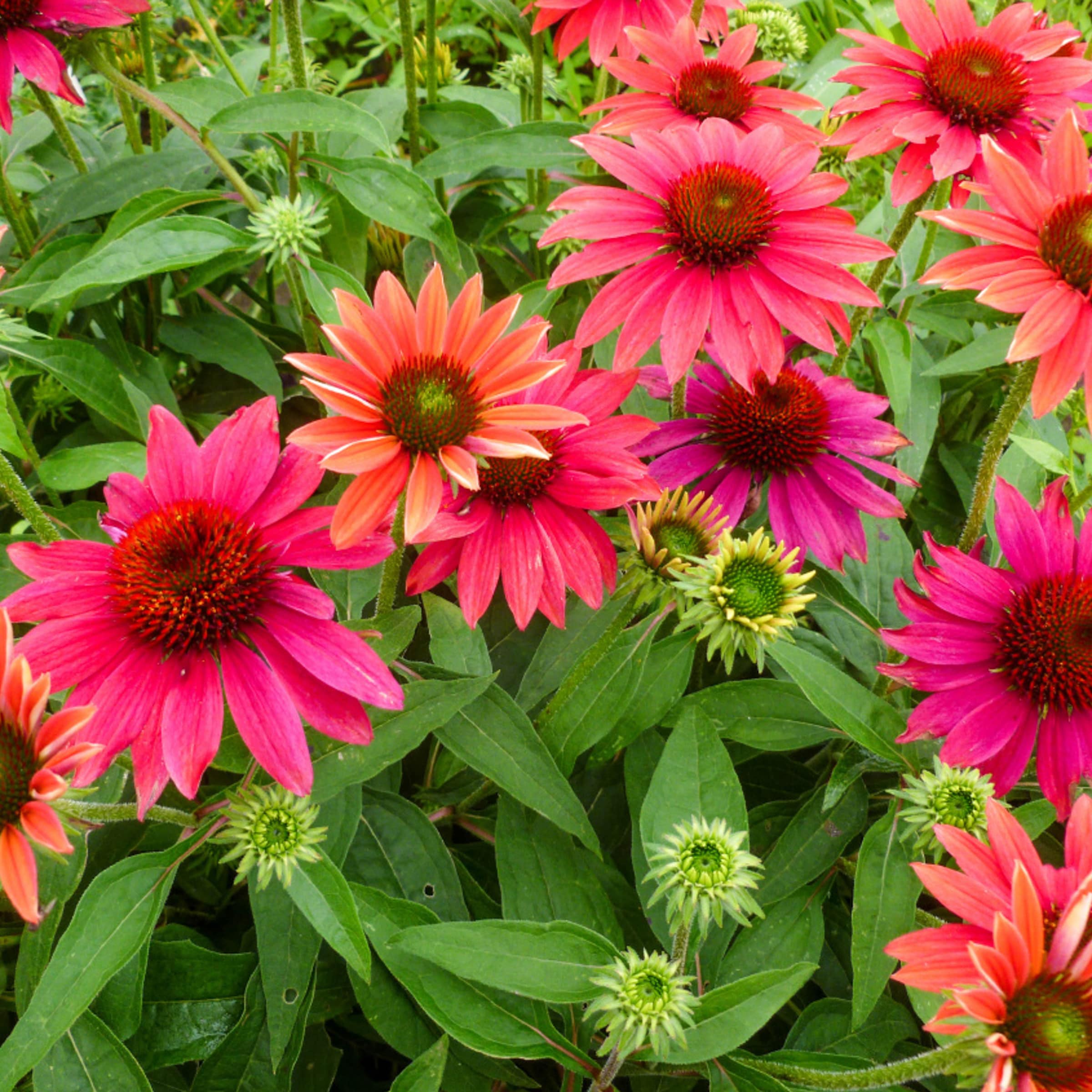 Monrovia Multicolor Coneflower Plant in 2 -Quart Pot 1 -Pack in the ...