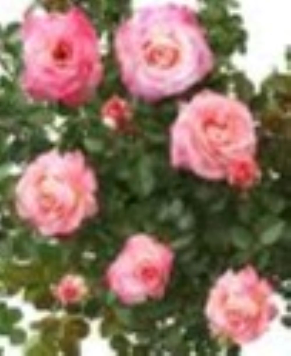 Lowe's 2.00-Gal Rose True Bliss Tb in the Perennials department at ...