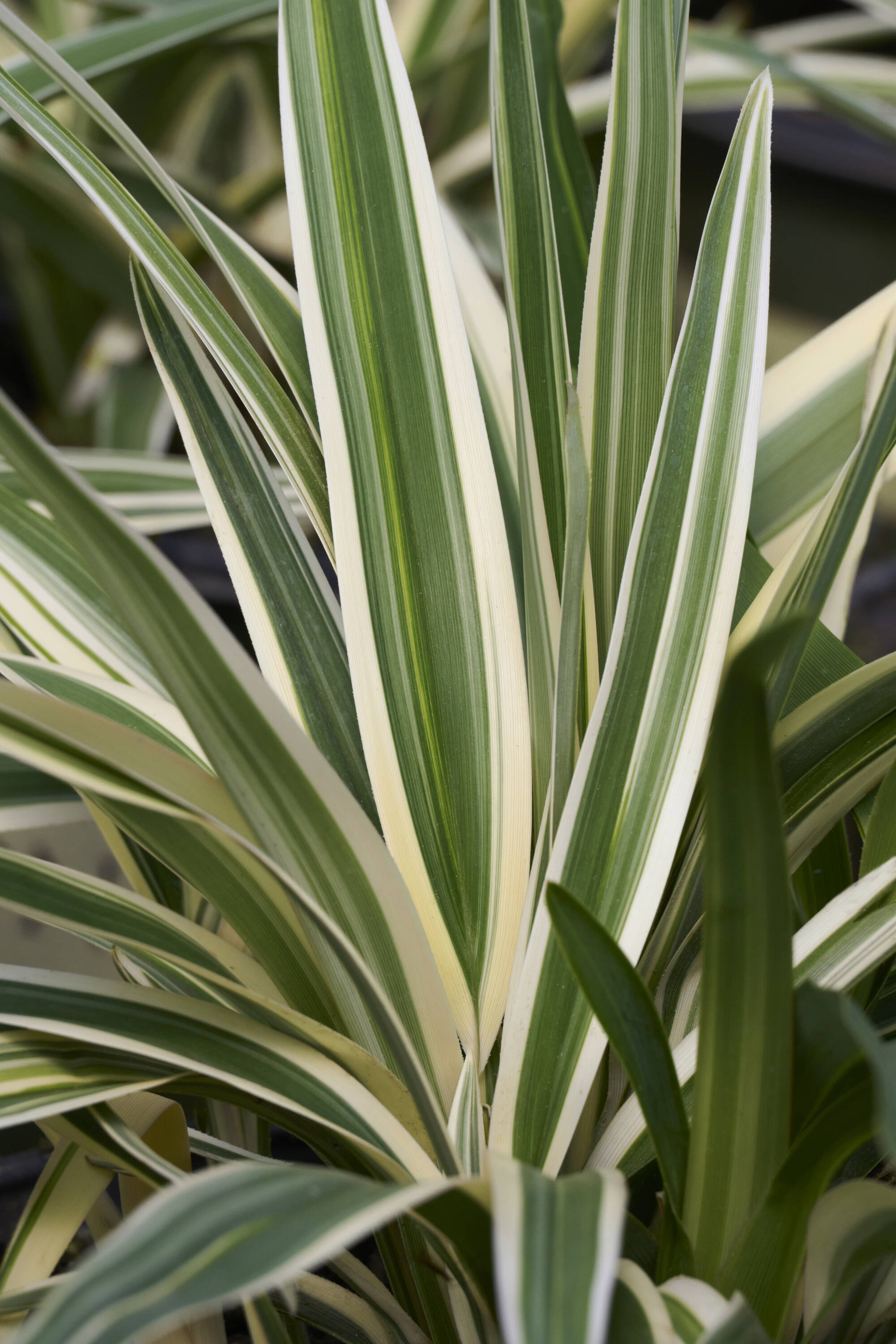 Monrovia Blue Silver Streak Flax Lily Plant in 1.73-Gallon Pot 066062 ...