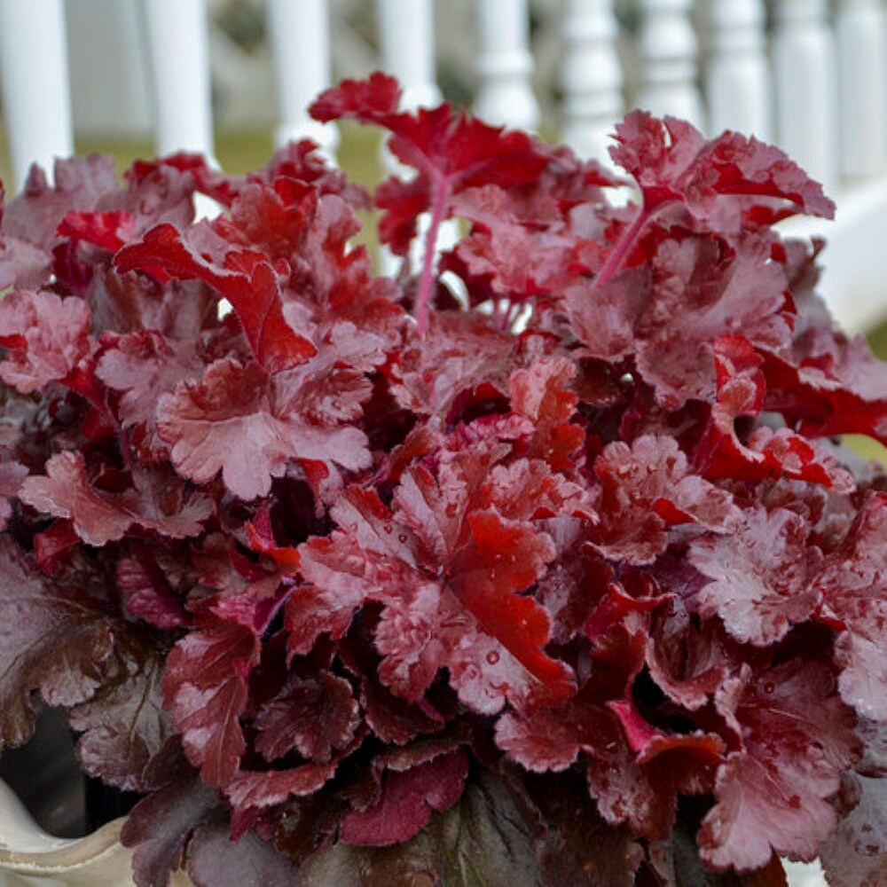 Lowe's Pigsqueak Bergenia Plant in 2 -Quart in the Perennials ...