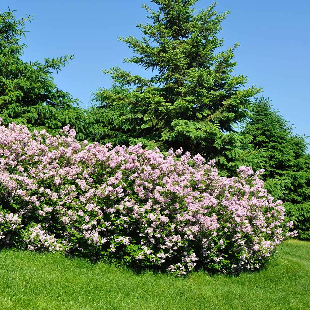 Brighter Blooms Miss Kim Lilac Shrub (1 gal.) at Lowes.com