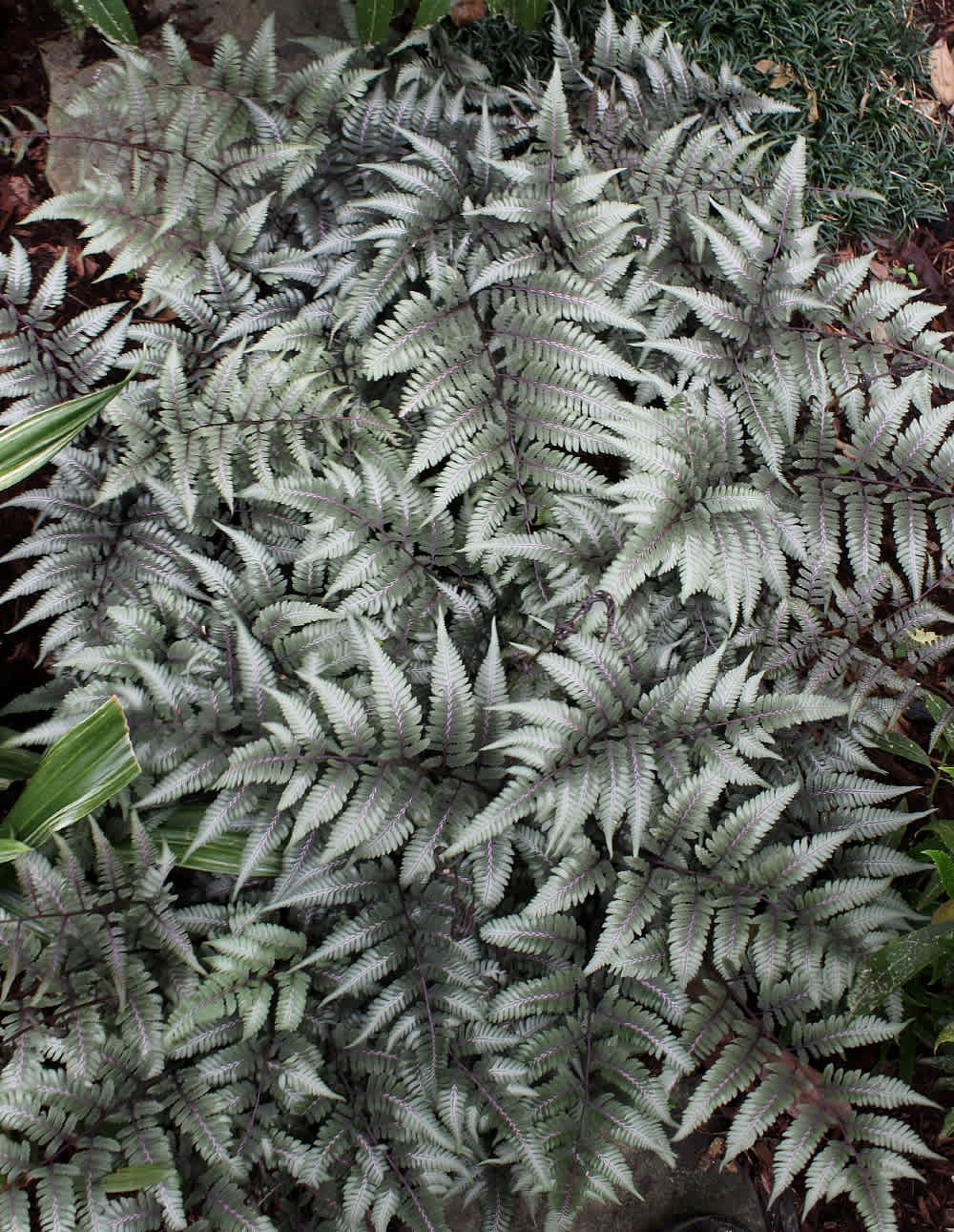 Hirt's Gardens Giant Godzilla Japanese Painted Fern - Athyrium - Shade ...