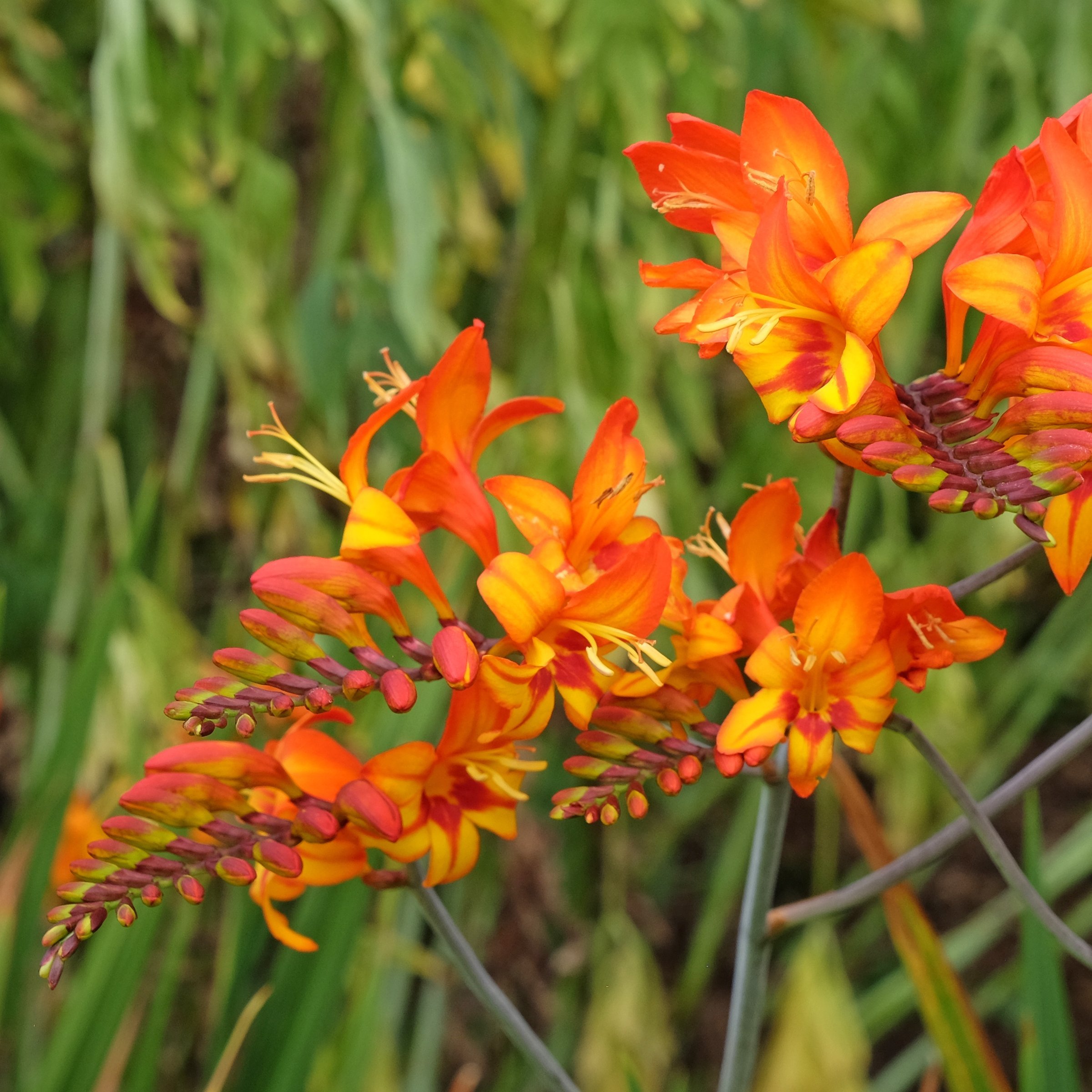 National Plant Network Orange Crocosmia Firestarter Falling Stars Plant ...