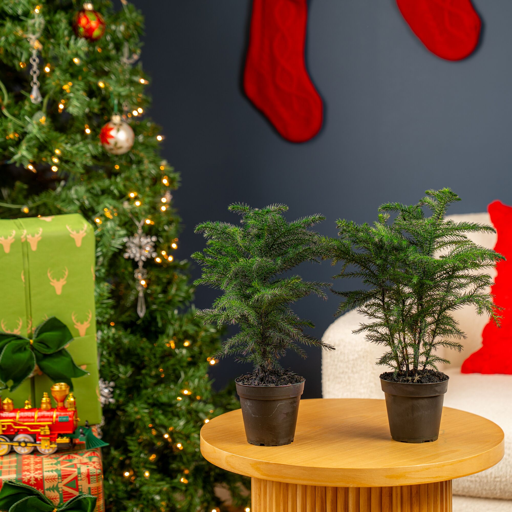 Costa Farms 14-oz Fresh Christmas Potted Norfolk Island Pine (2-Pack) S ...