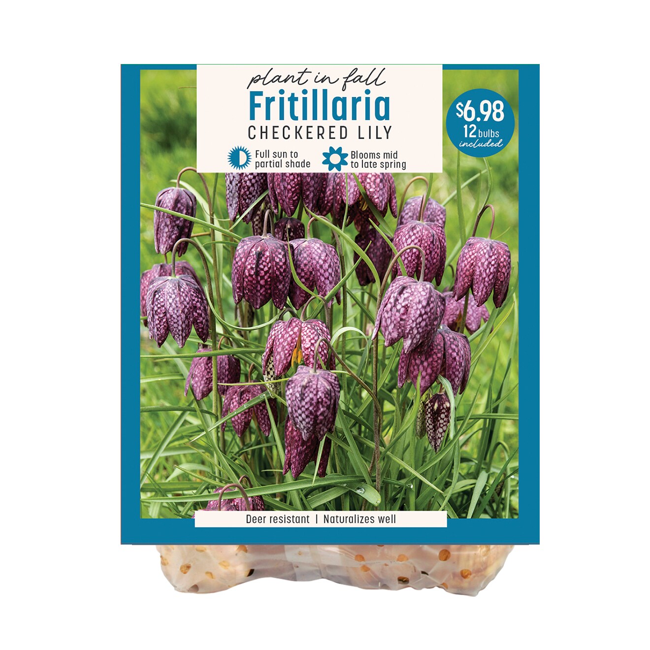 Van Zyverden Fritillaria Checkered Lady PBS in the Plant Bulbs ...