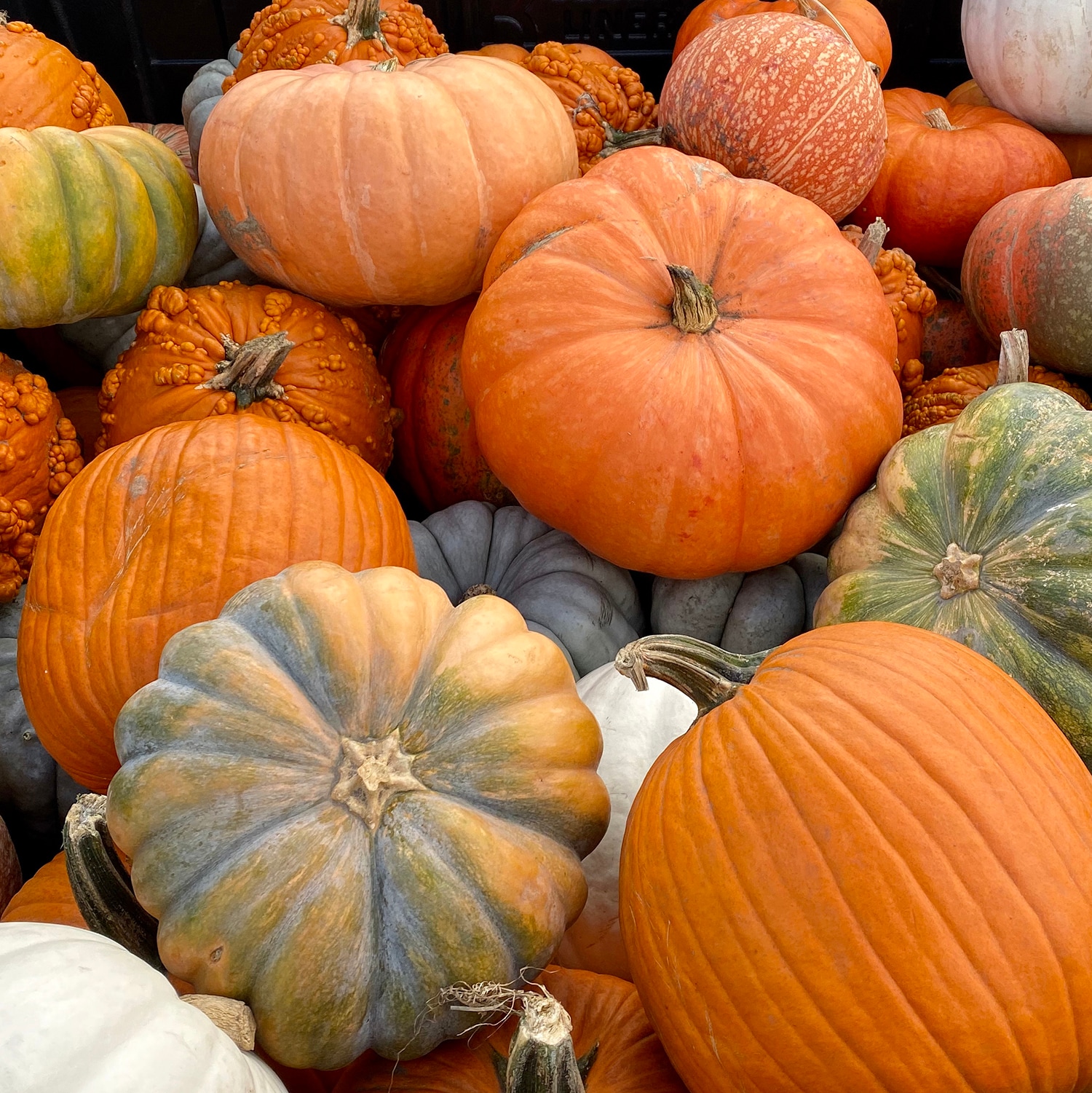 MULTI Fresh Gourd in the Pumpkins & Gourds department at Lowes.com
