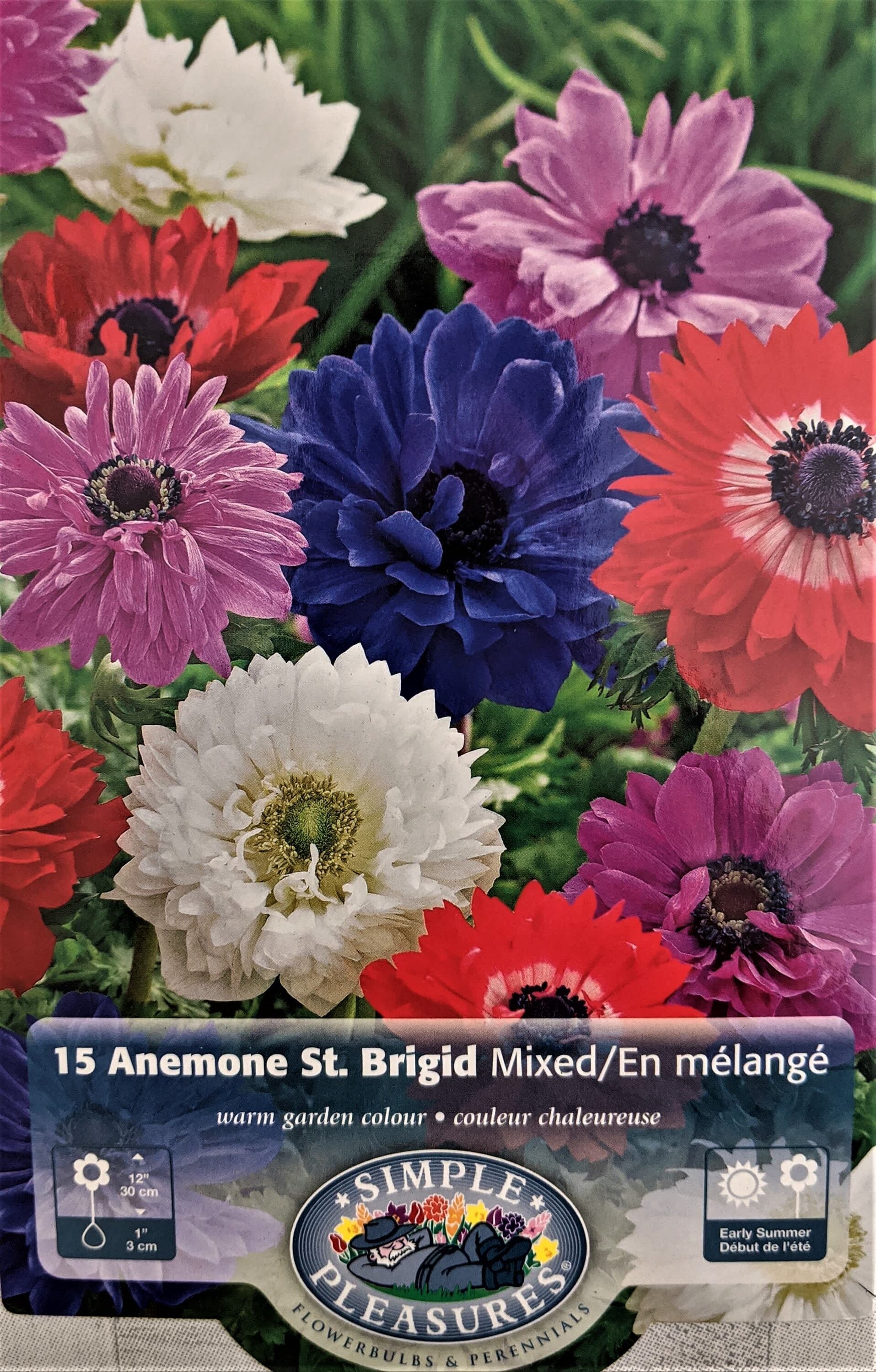 Hirt's Gardens St. Brigid Anemone Windflowers Mixture - 15 Bulbs - 8 cm ...