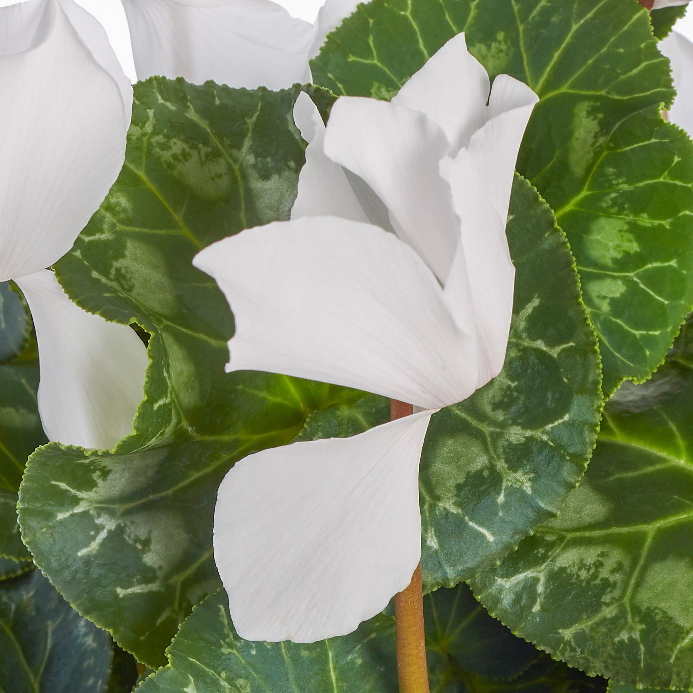 Lowe's 1.5 Pint Multicolor Cyclamen 1 -Pack - Low Maintenance in the ...