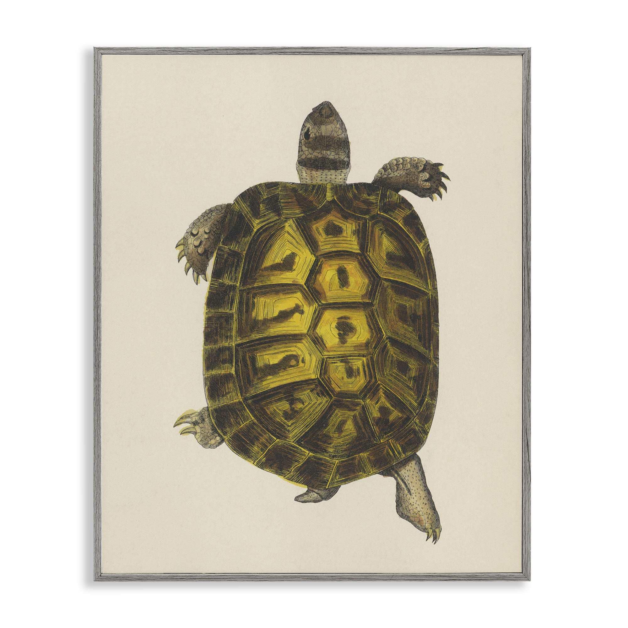 Stupell Industries Vintage Maritime Tortoise Gray Framed Giclee Art By ...