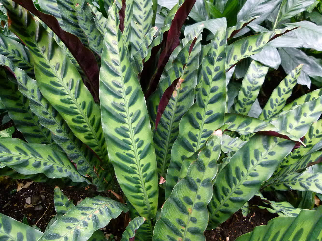 Hirt's Gardens Rattlesnake Plant - Calathea lancifolia - Easy House ...