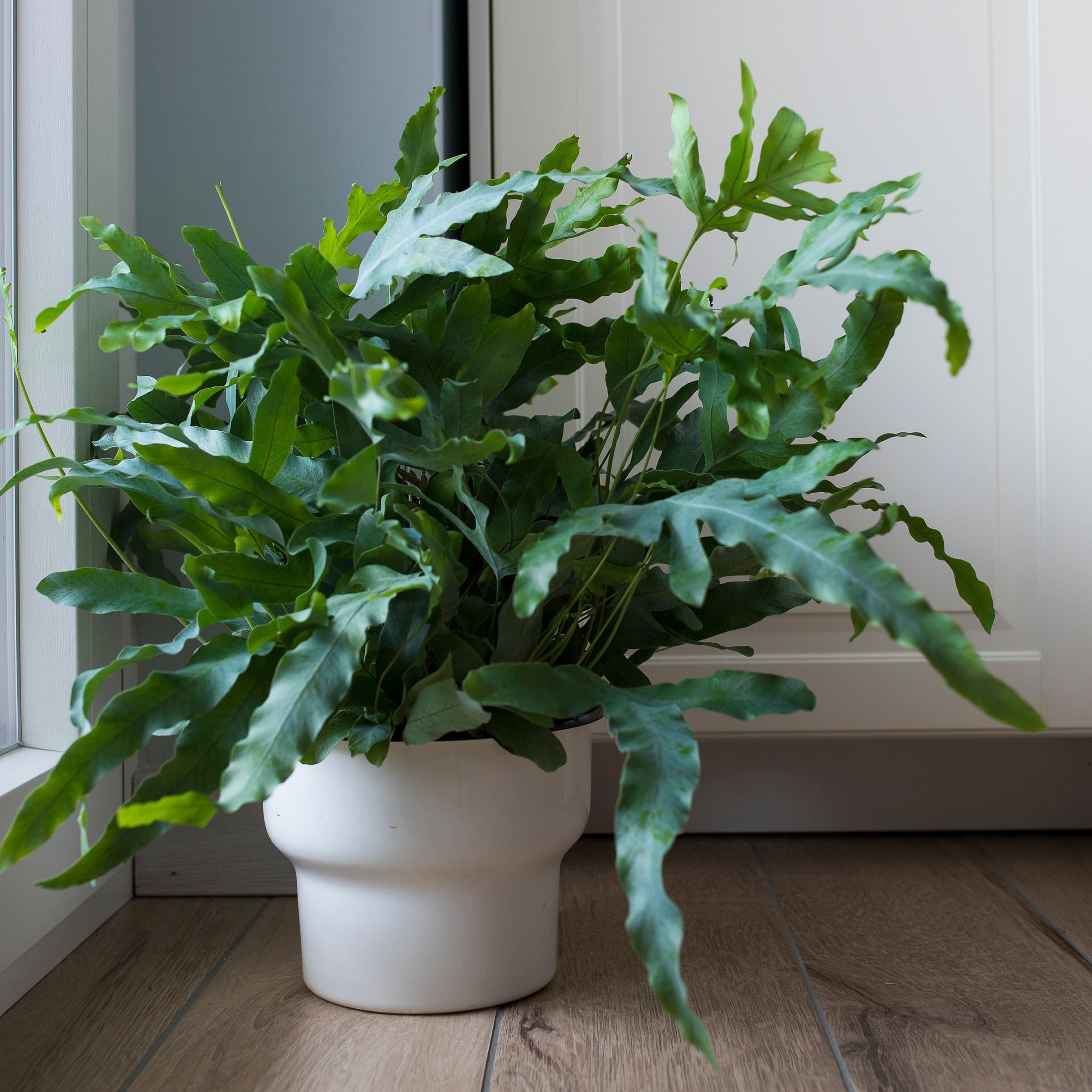 National Plant Network Fern Phlebodium Blue Star House plant in 4 Inch ...