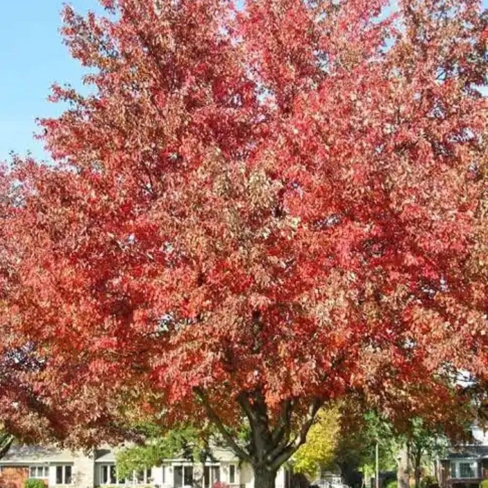 Southern Planters 7 -Gallon Shade Regal Celebration Maple In pot (with ...