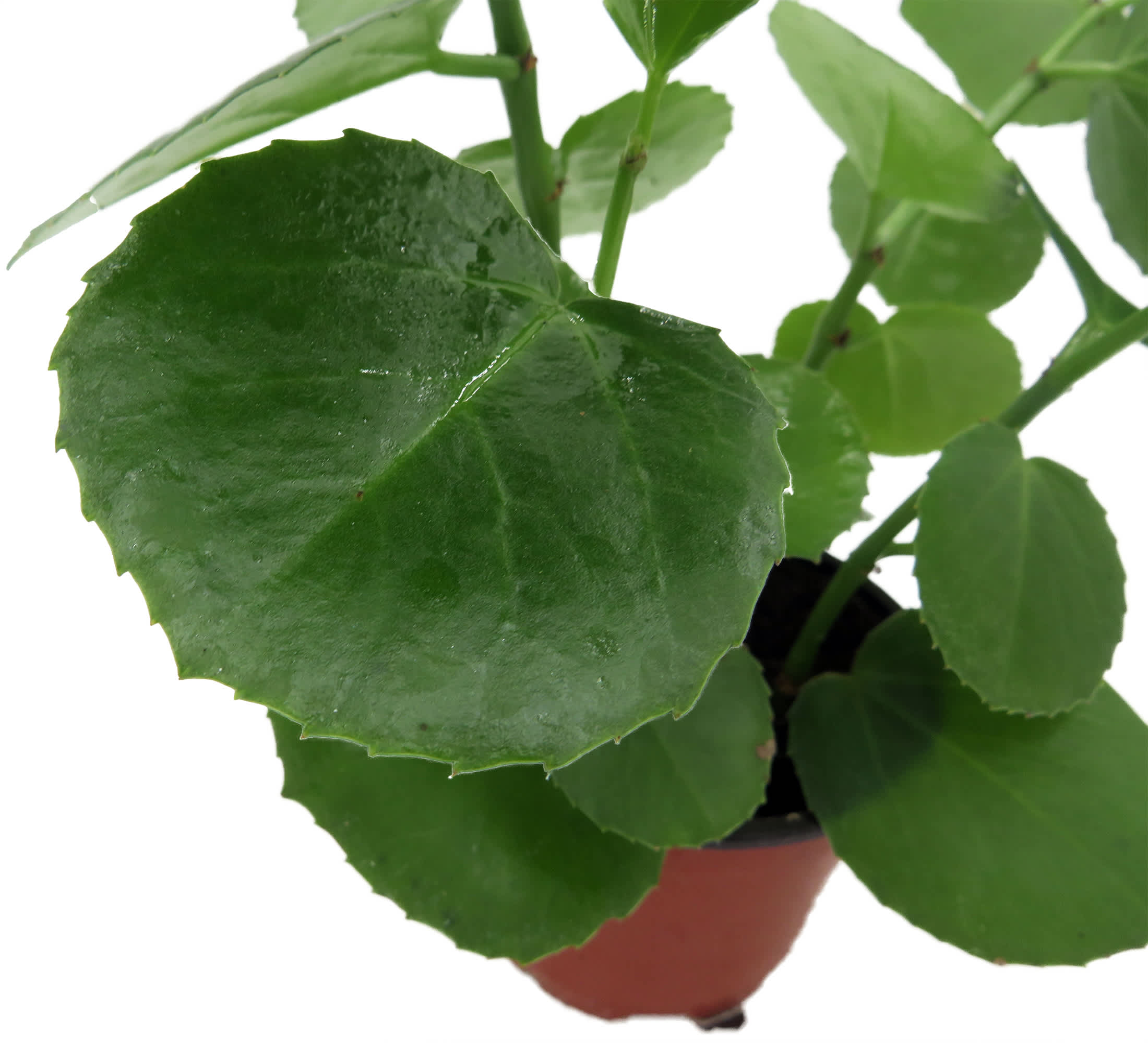 Hirt's Gardens Arabian Wax Ivy - Cissus Rotundifolia - Great House ...