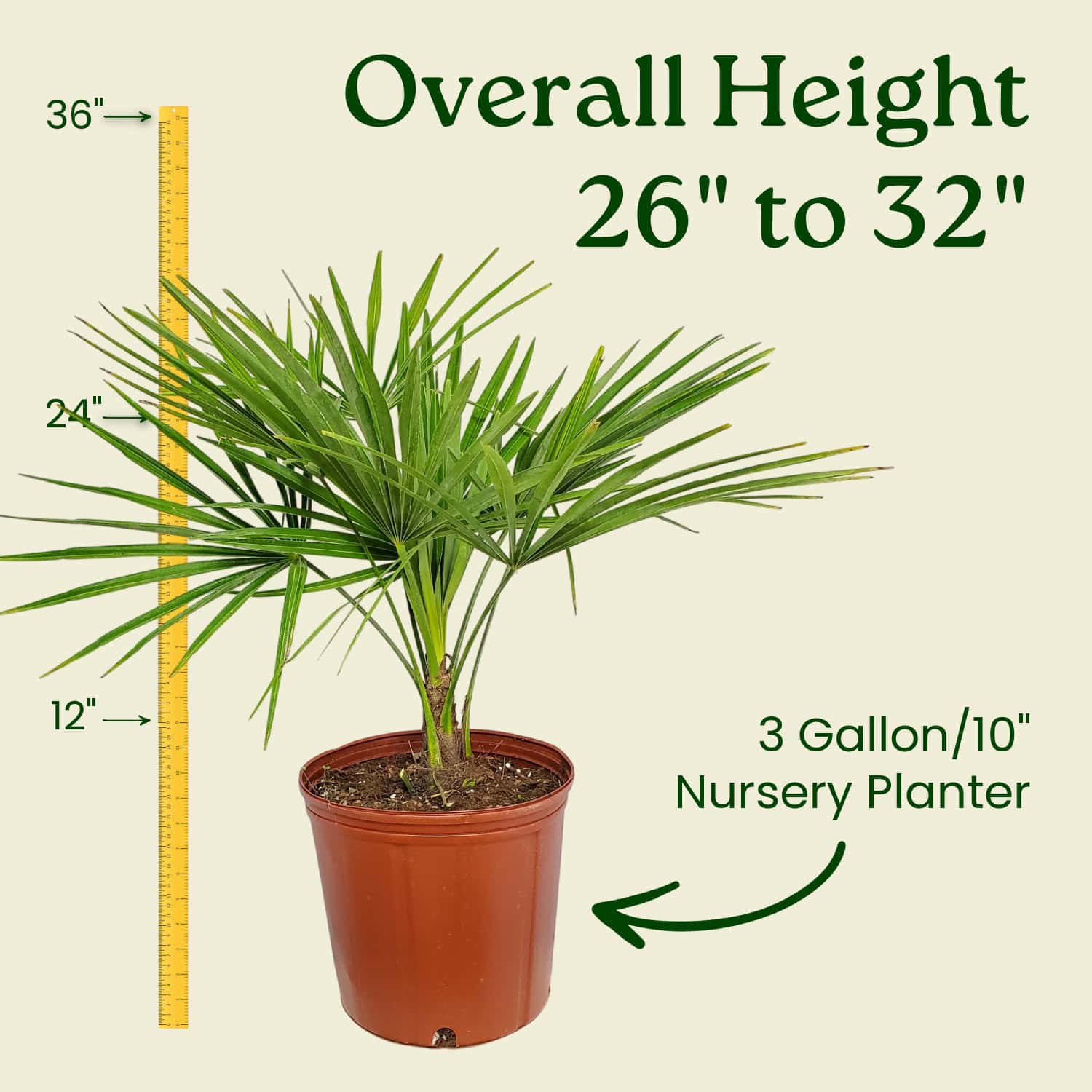 Tropical Plants of Florida Windmill Palm in 3 Gallon Nursery Pot 1 Pack ...