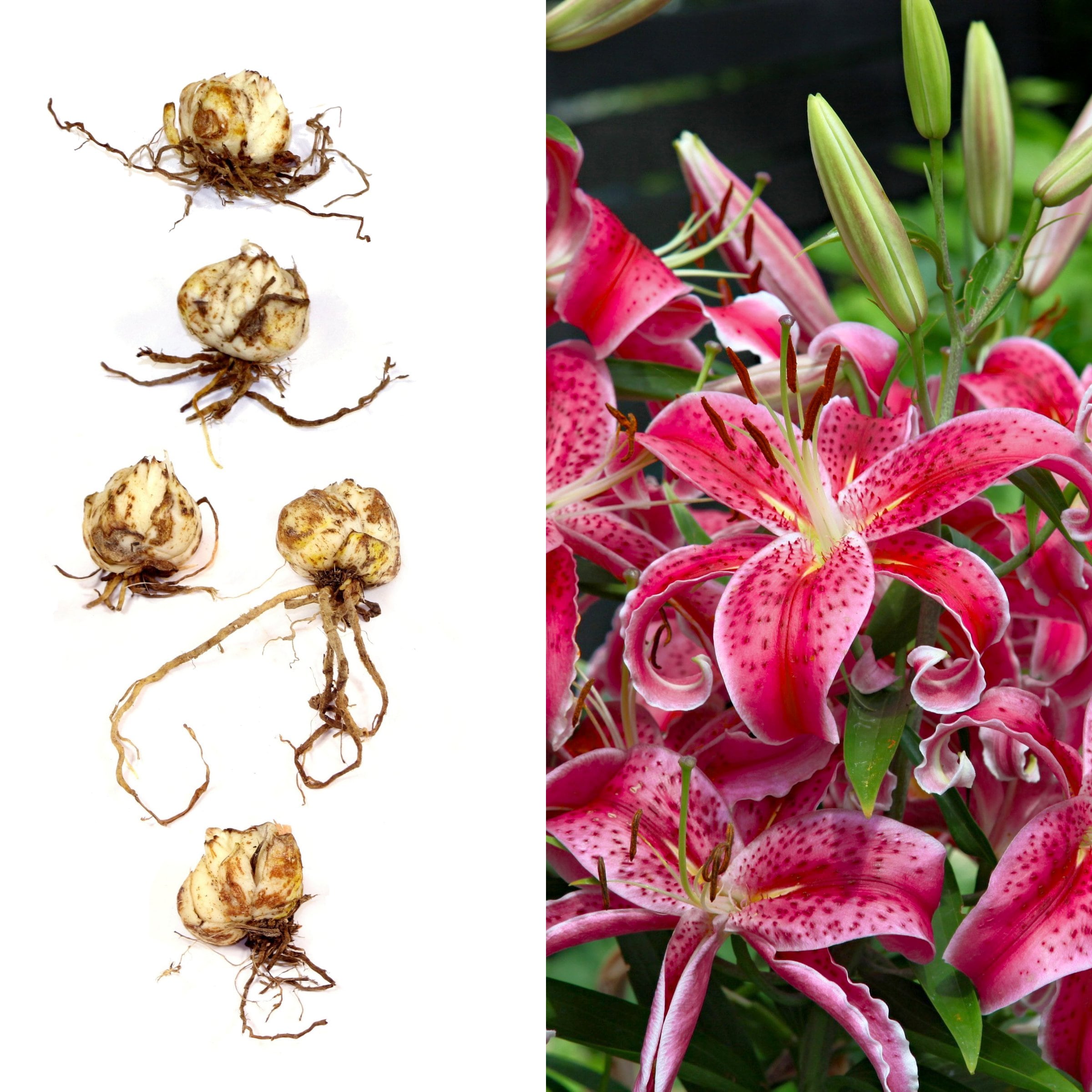 National Plant Network Lily Stargazer Bulbs (5-Pack) in the Plant Bulbs ...