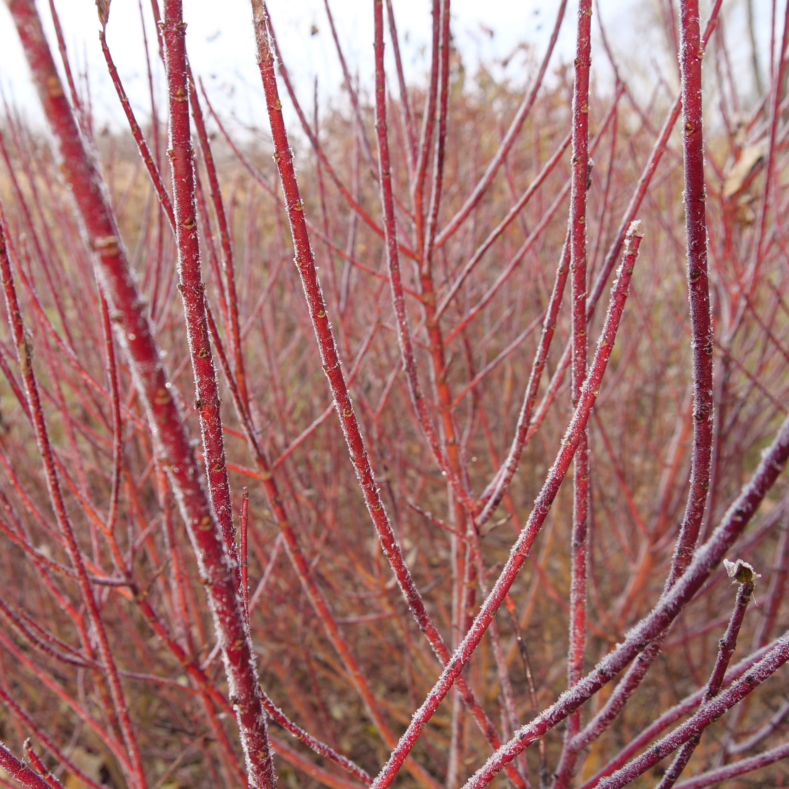 Proven Winners Arctic Fire Red Dogwood 1Gal in the Shrubs department at ...