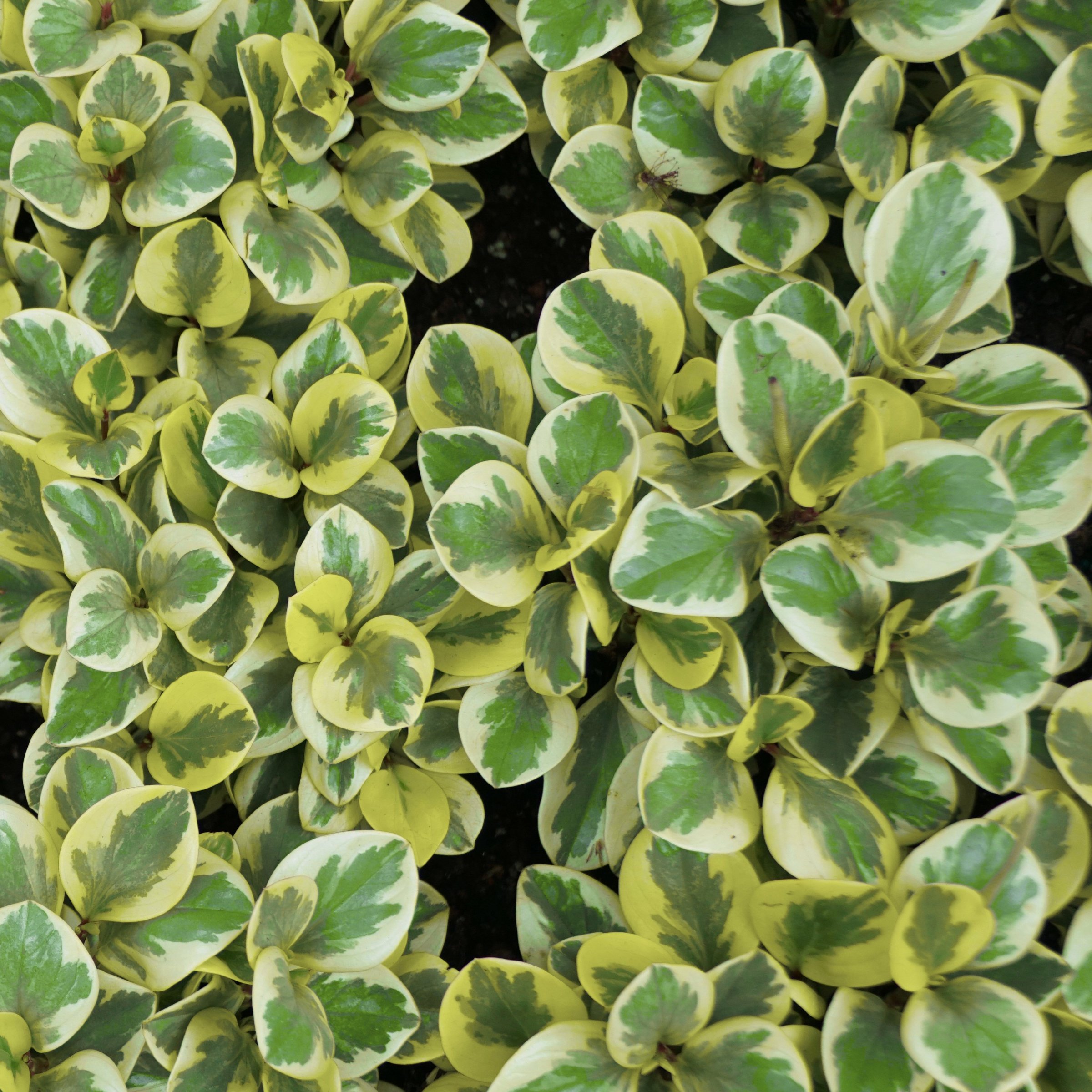 National Plant Network Peperomia Citrus Twist House plant in 4 Inch(es ...