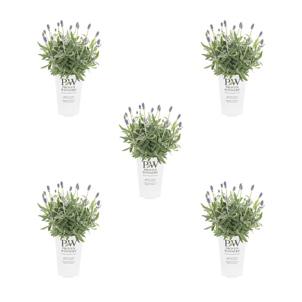 Proven Winners Lavender Plants, Bulbs & Seeds at Lowes.com