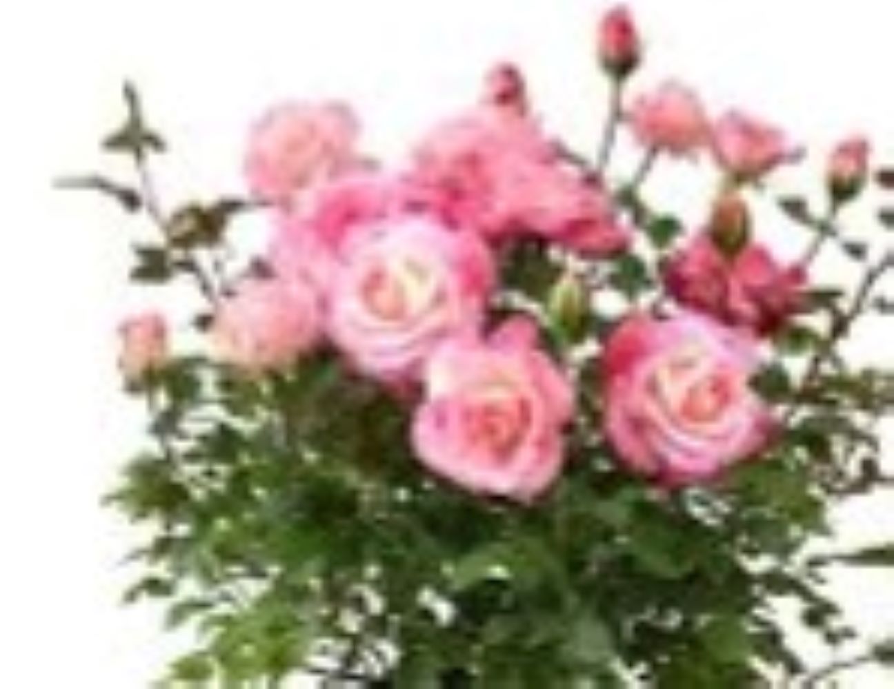 Lowe's 2.00-Gal Rose True Bliss Tb in the Perennials department at ...