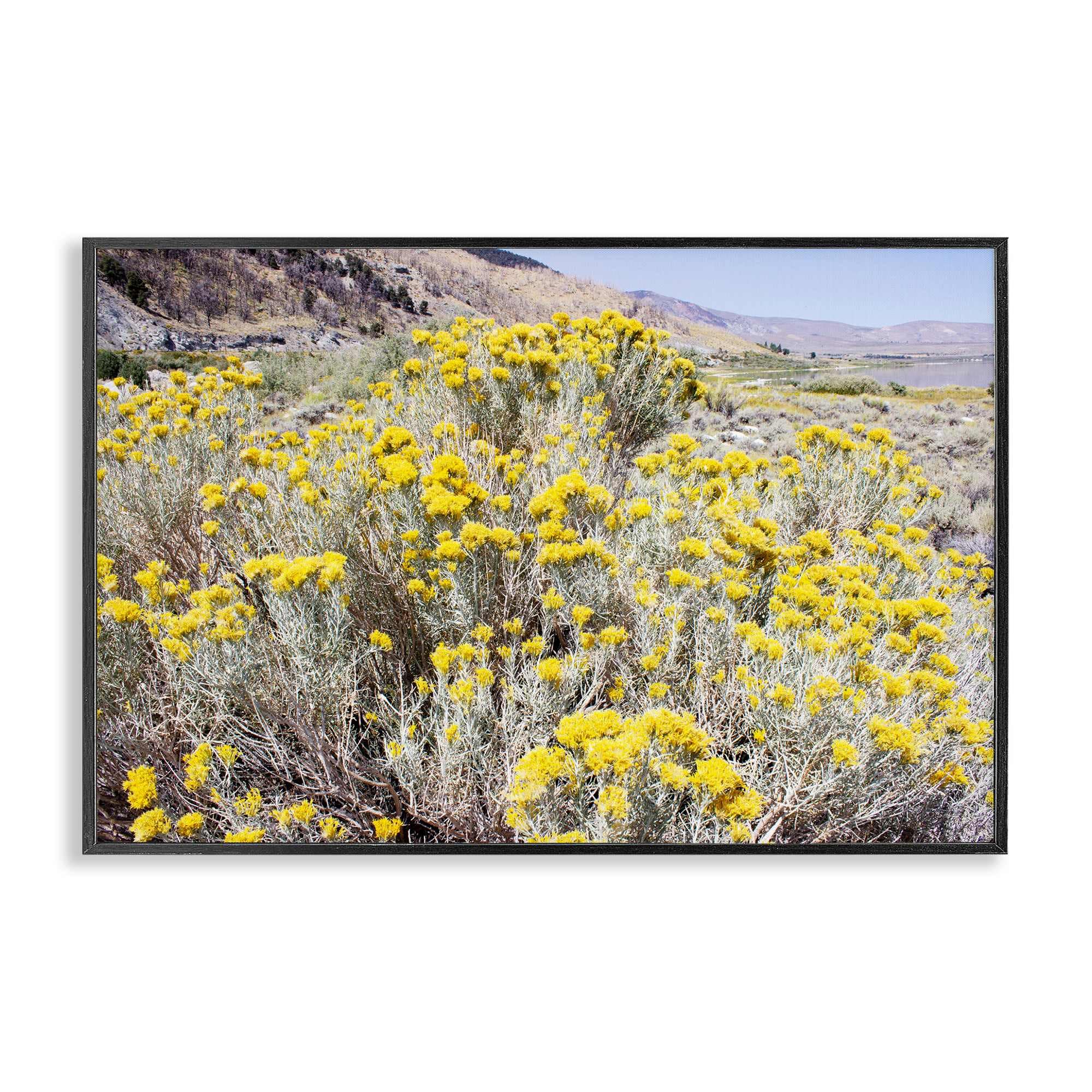 Stupell Industries Yellow Flowers in Arid Meadow Black Framed Giclee ...
