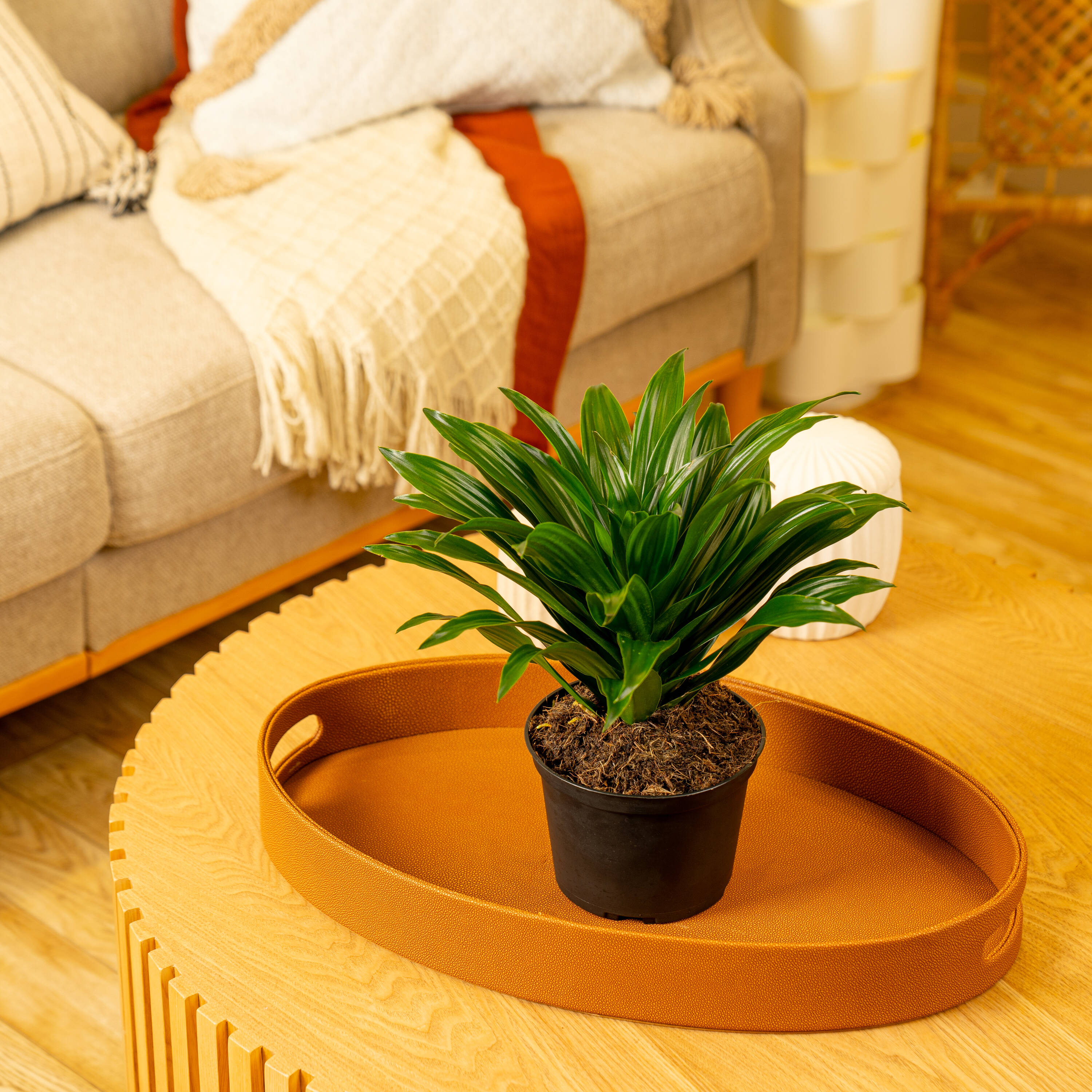 Costa Farms Asstd. Dracaena House plant in 1.4 Quart(s) Self-watering pot 1 -Pack in the House ...