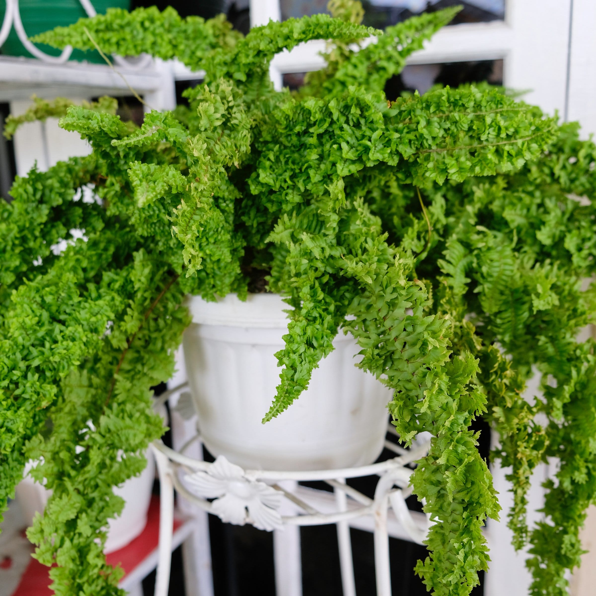 National Plant Network Fern Emina House plant in 4 Inch(es) Pot 3 -Pack ...