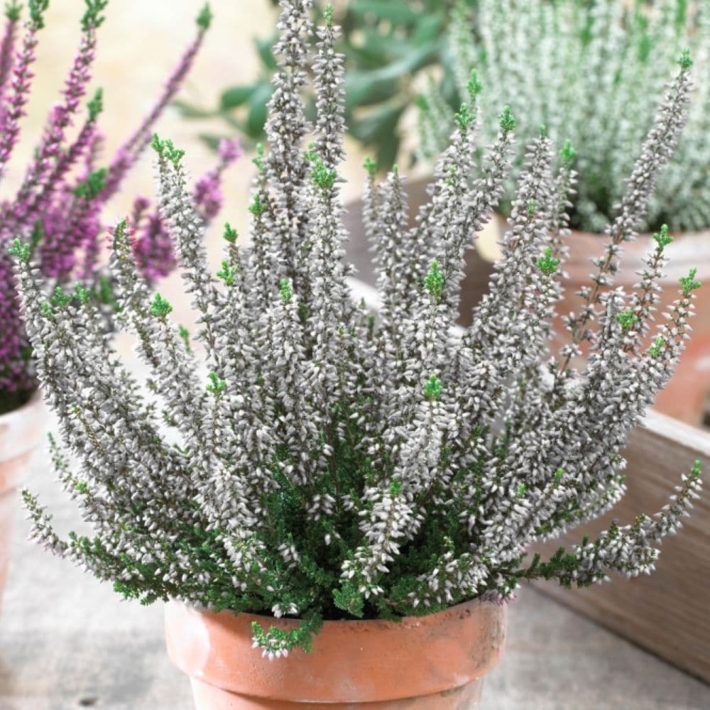 Heather Calluna Flowering Shrub in 1 -Quart Pot 1 -Pack with White ...