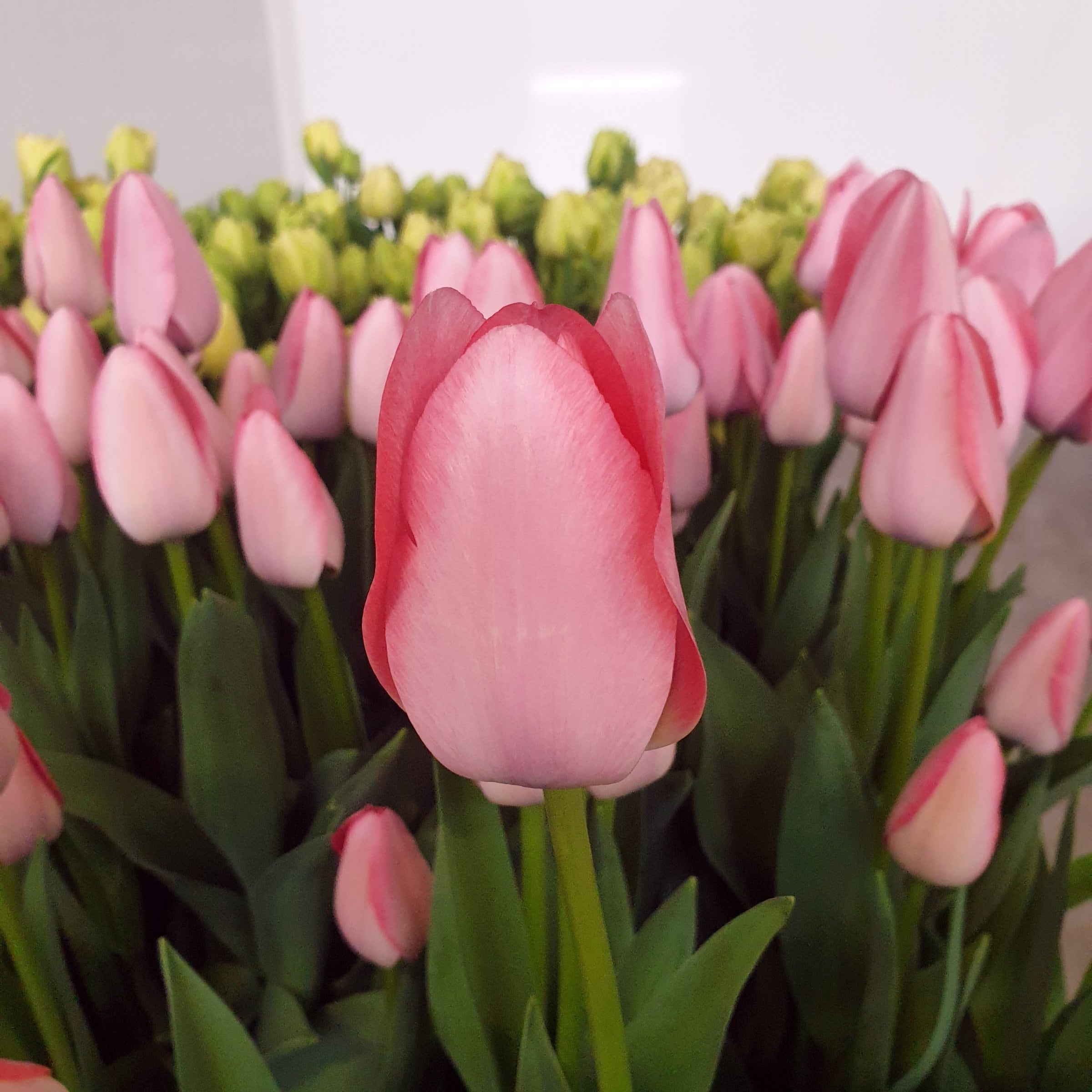 National Plant Network Pink Tulip Bella Blush Bulbs Bulbs 50 Count in the Plant Bulbs department ...