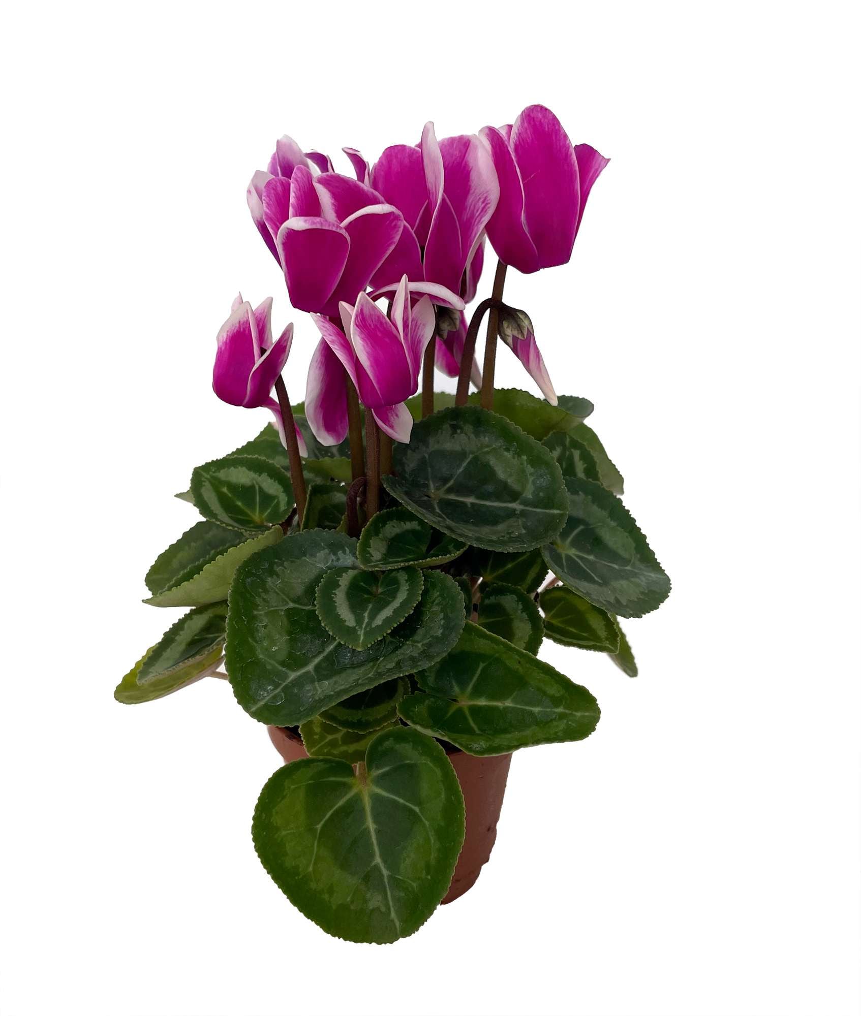Hirt's Gardens Magenta and White BiColor Persian Violet - Cyclamen ...