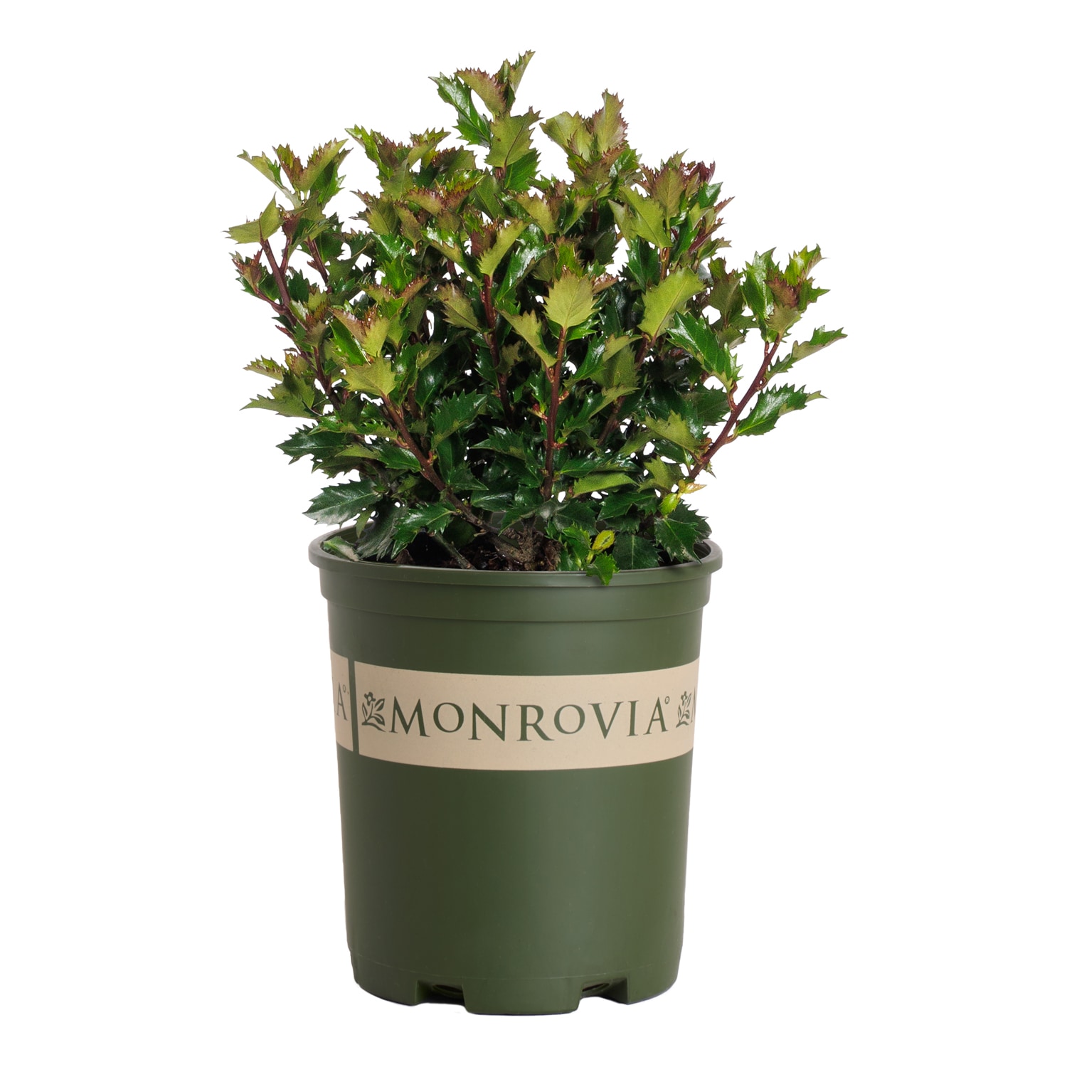 Monrovia Holly (Male) Little Rascal Foundation/Hedge Shrub in 2.6 ...