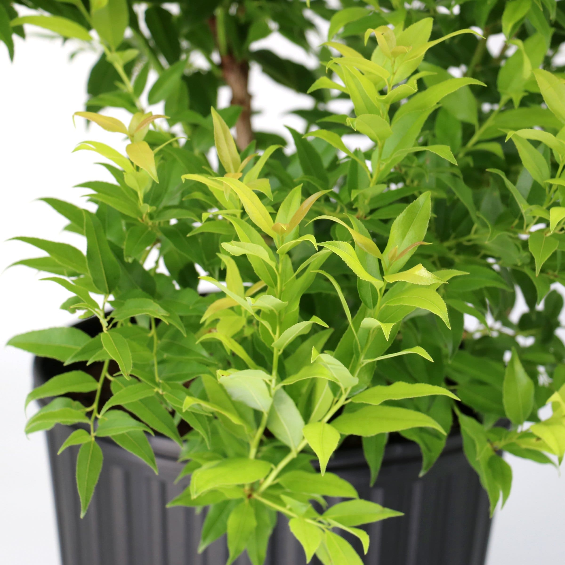 National Plant Network 3 -Gallon Agarista Shrub Foundation/Hedge Shrub ...