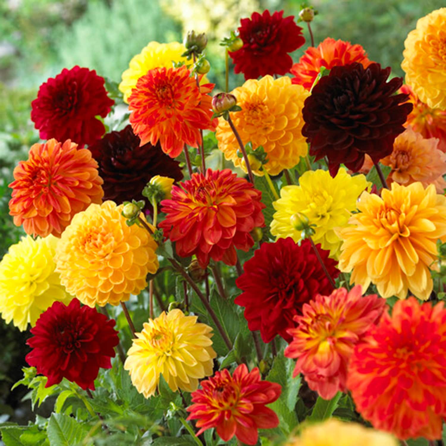 Garden State Bulb Dahlia Tequila Mixed PBS in the Annuals department at ...