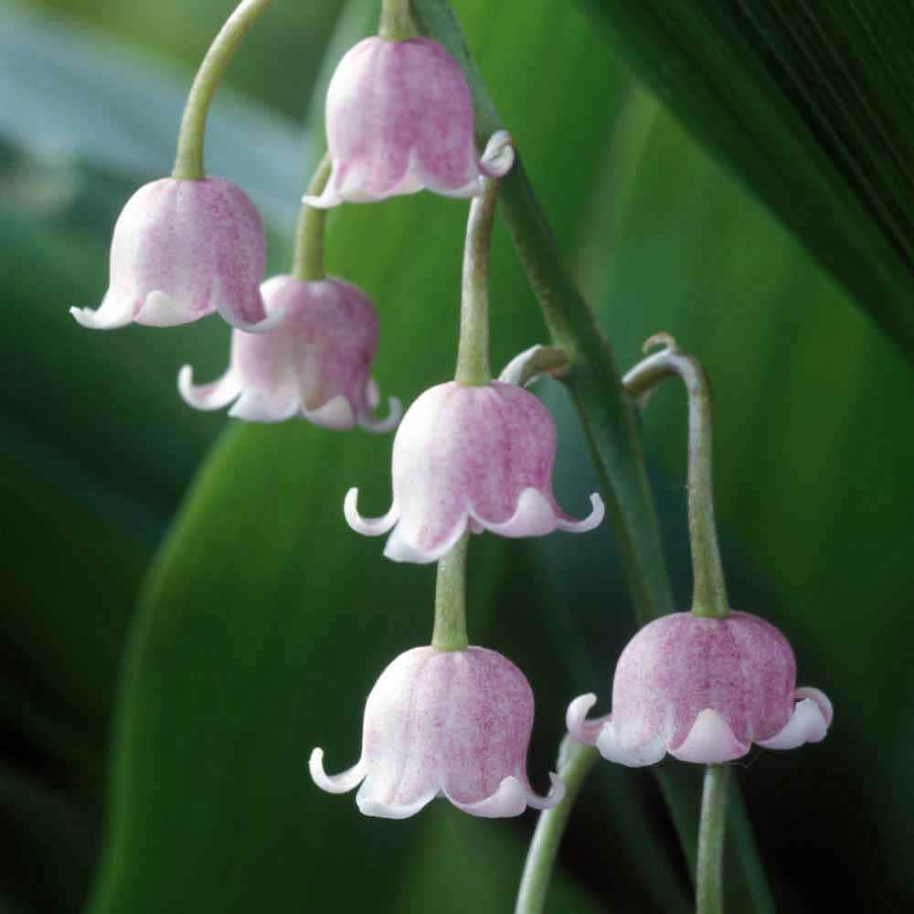 Hirt's Gardens Rare Pink Lily of the Valley 5 Pips (Roots) - Great in ...