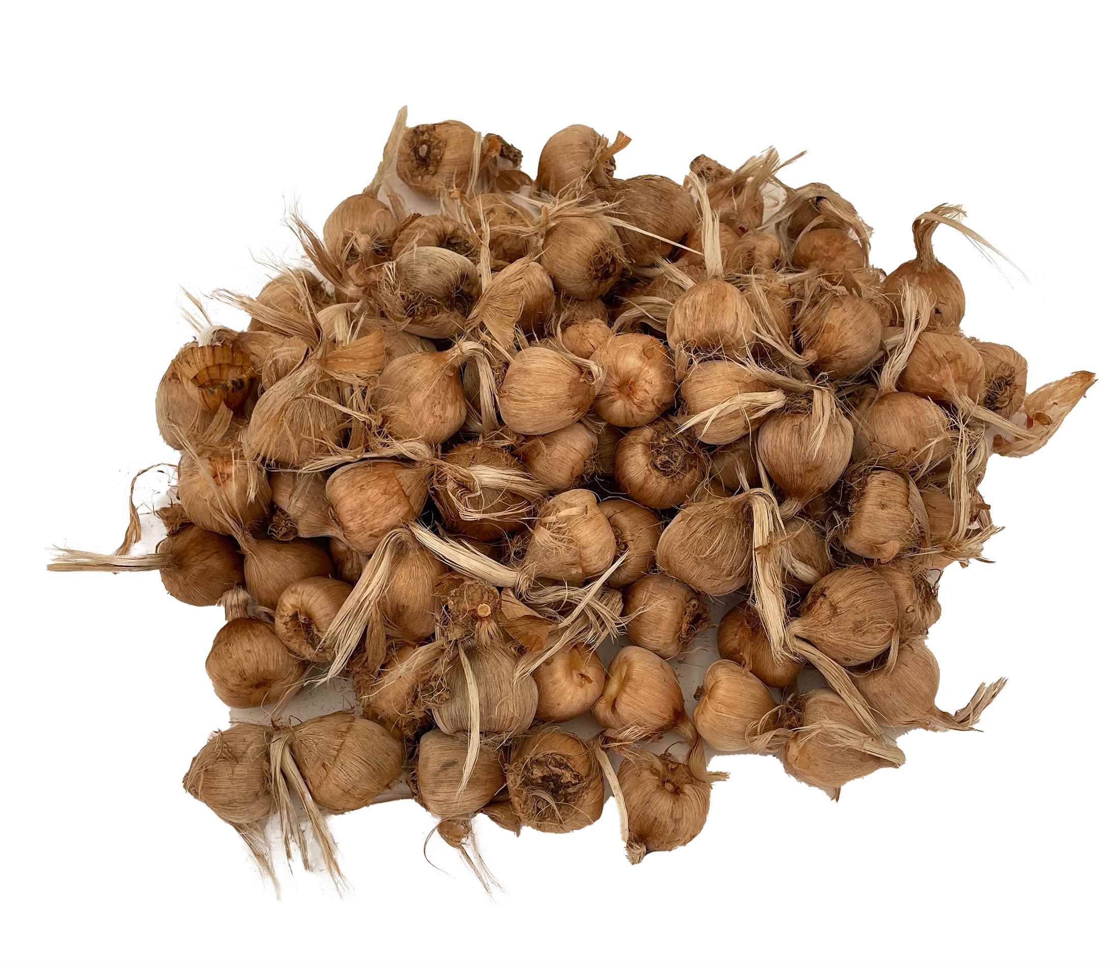 Hirt's Gardens Saffron Crocus 100 Bulbs + Saffron Bulb Food - Crocus ...