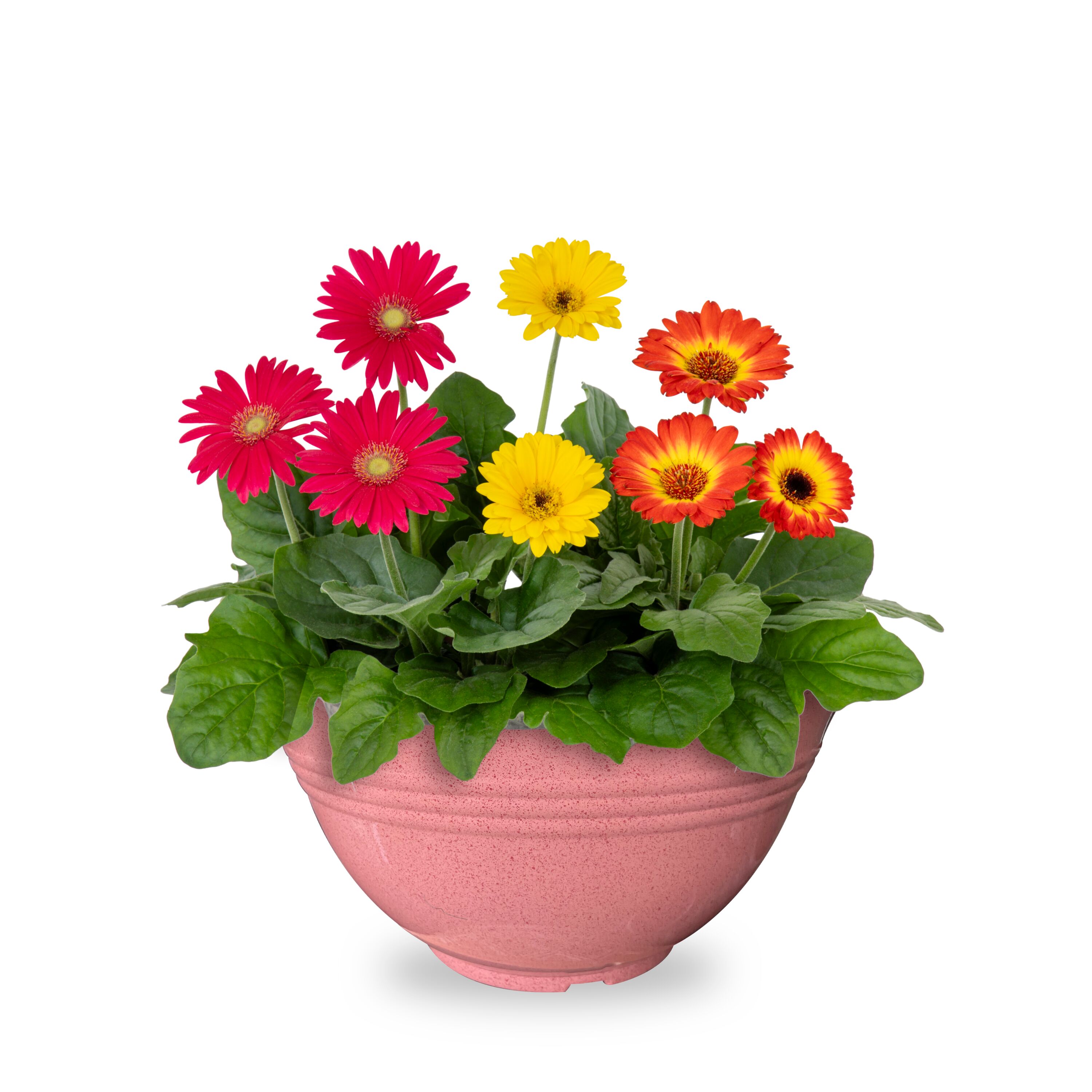Lowe's Multicolor Gerbera Daisy in 1 Gallon(s) Planter 1 -Pack in the ...