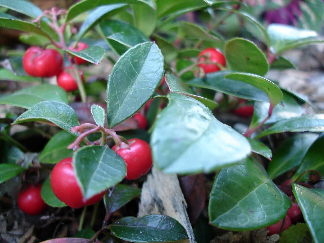 Hirt's Gardens Wintergreen Plant - Gaultheria -Teaberry - Aromatic ...
