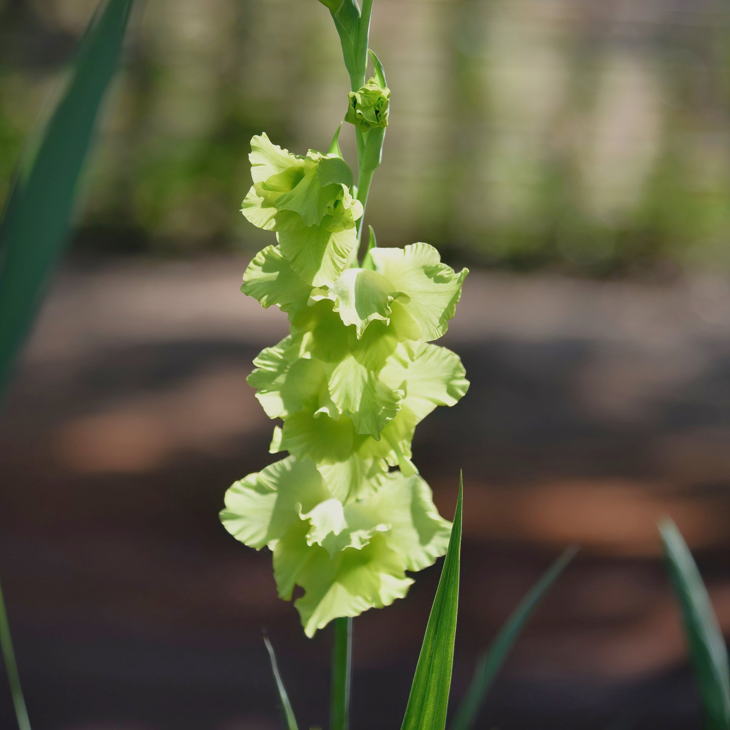 National Plant Network Yellow Gladioli Bowie Bulbs Bulbs 20 -Pack in ...