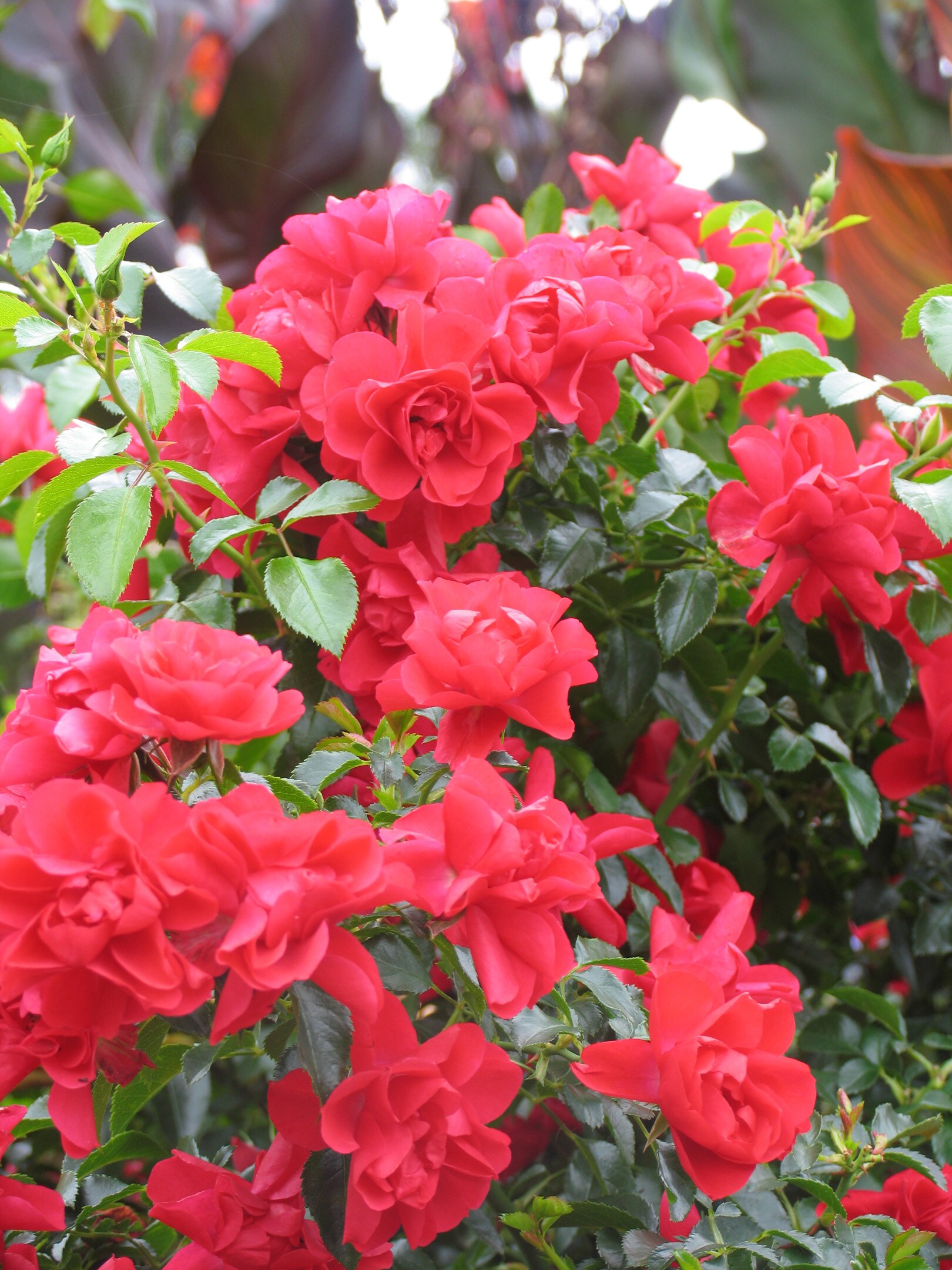 Monrovia Red Flower Carpet Scarlet Groundcover Rose 3.58 -Gallon Pot in ...