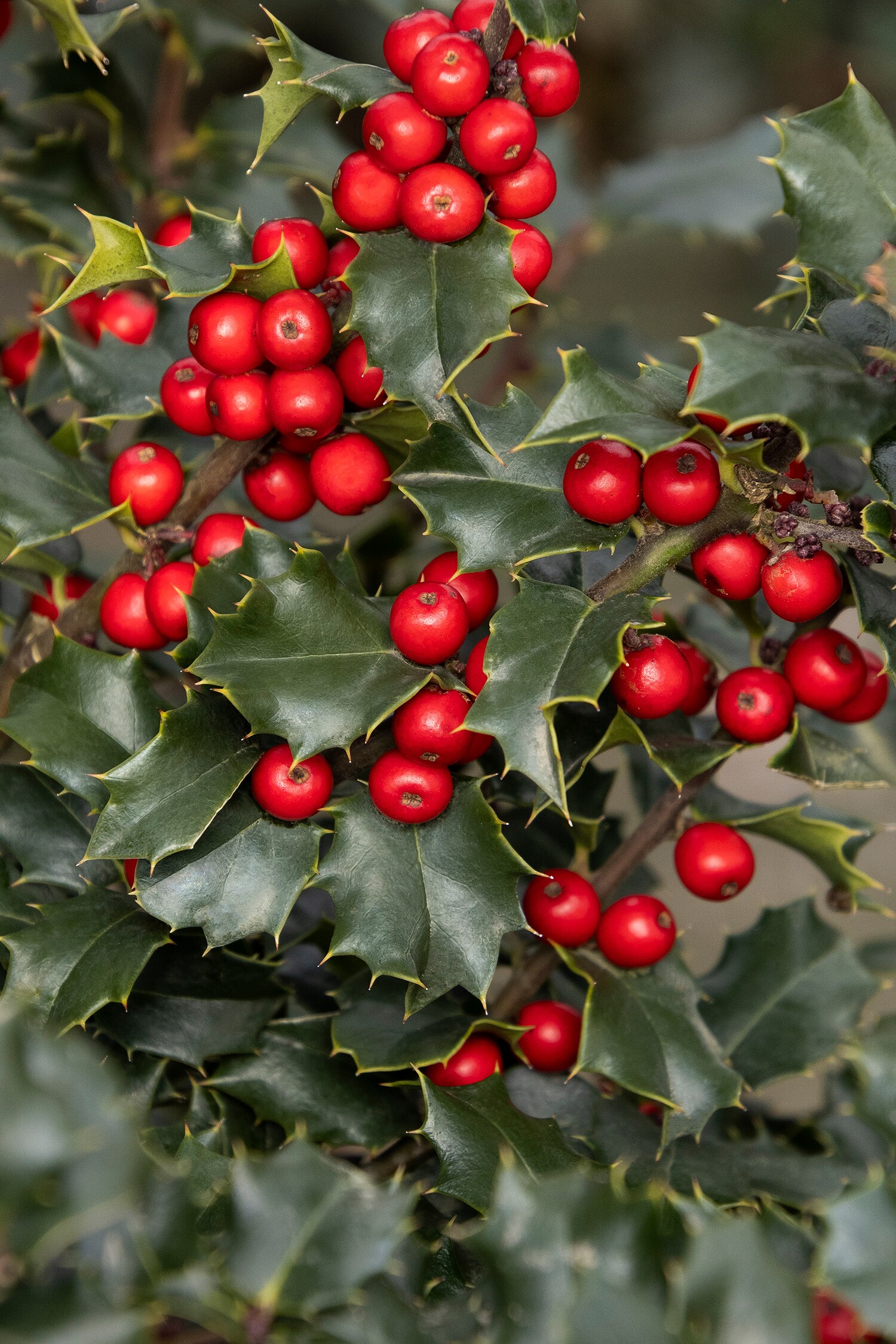 Monrovia 1.73 -Gallon Red Beauty Holly Foundation/Hedge Shrub 1 -Pack ...