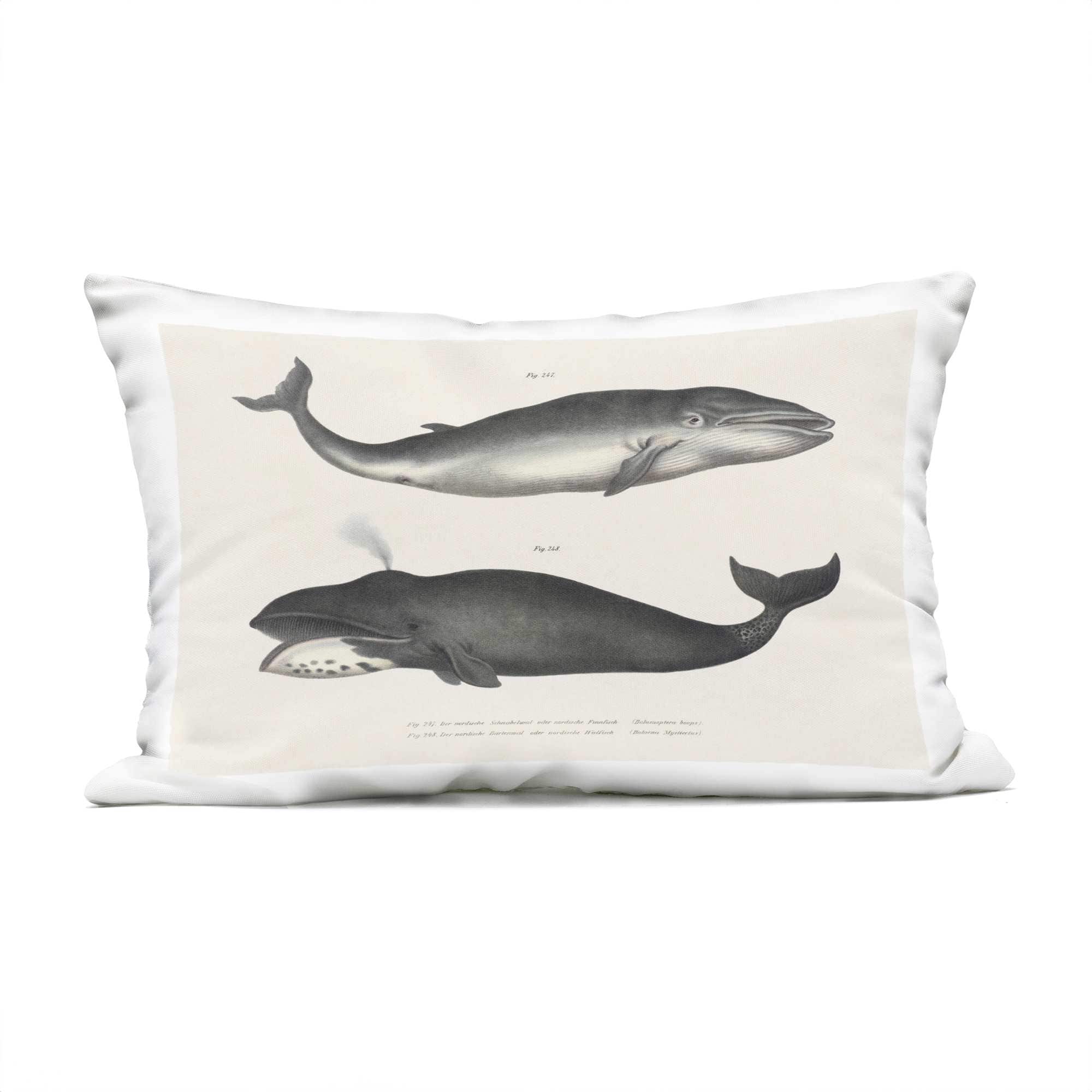 Stupell Industries Vintage Whale Study Diagrams Outdoor Printed Pillow ...