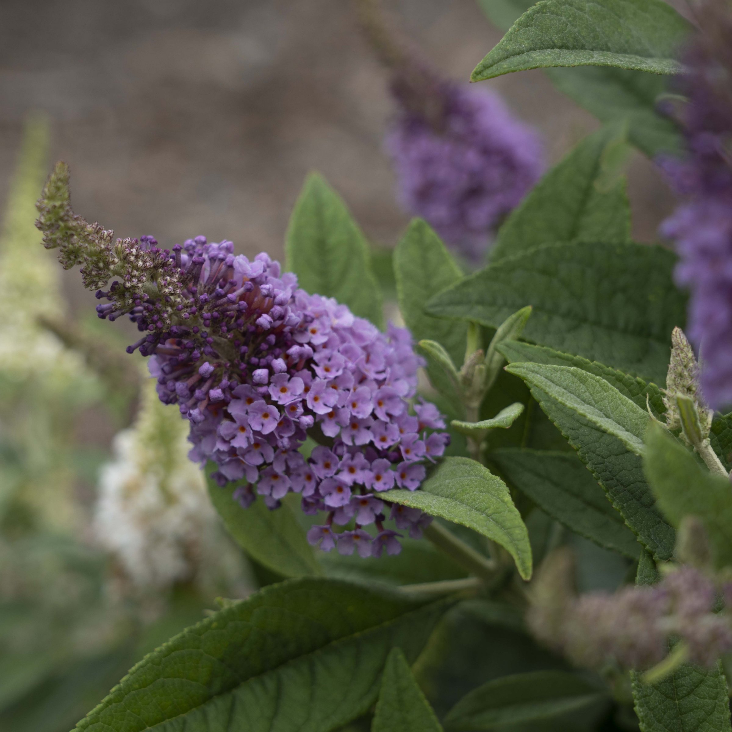 National Plant Network Buddleia Dapper Lavender Flowering Shrub in 3 ...