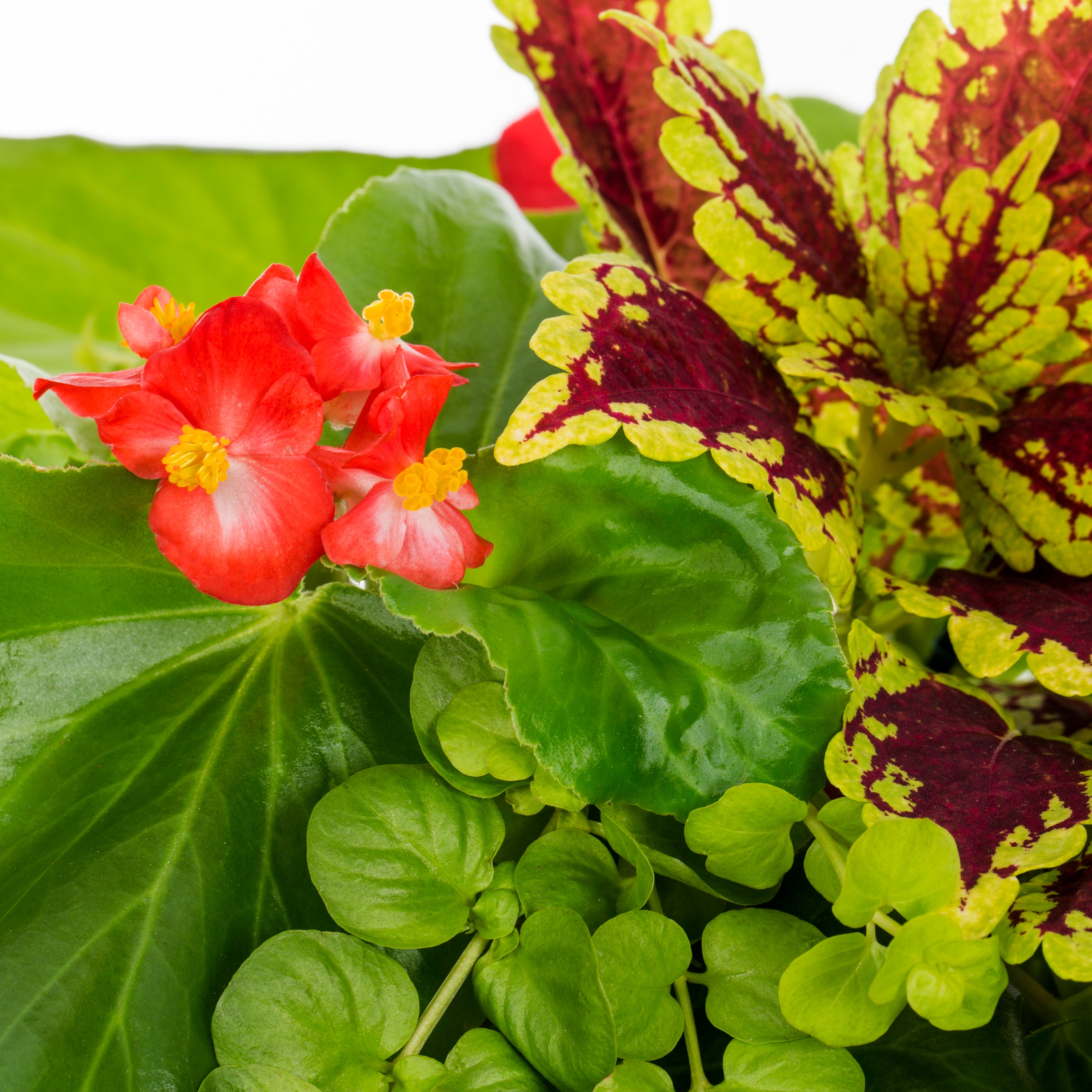 Metrolina Greenhouses Multicolor Beg/Col/Lys in 1.5-Gallon Plantable ...