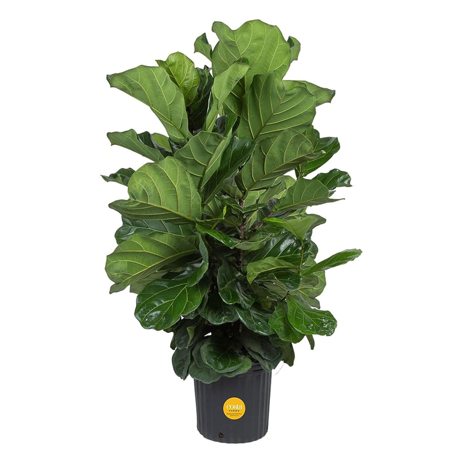 Costa Farms Fiddle Leaf Fig Tree House Plant in 12-in Pot in the House ...